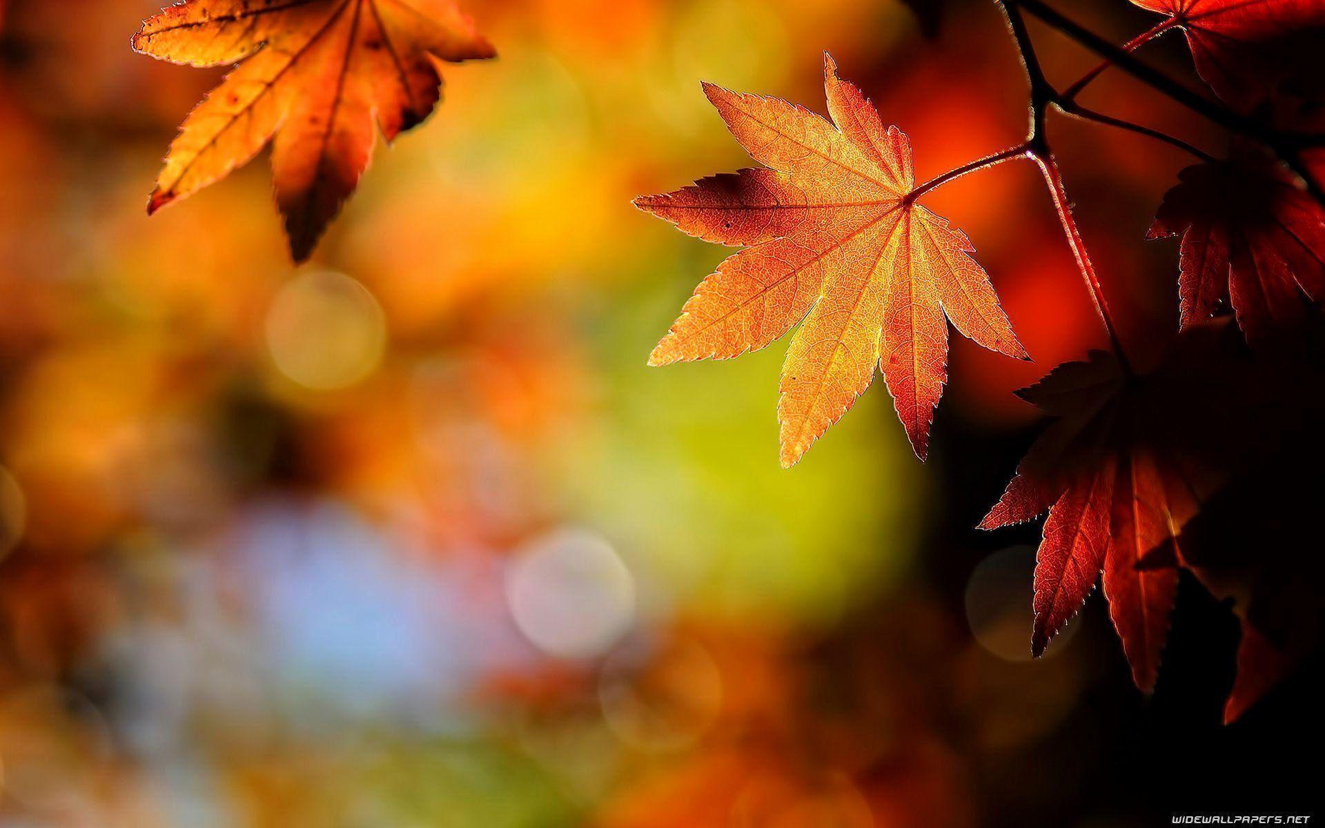 Fall Leaves Desktop Wallpapers - Top Free Fall Leaves Desktop ...