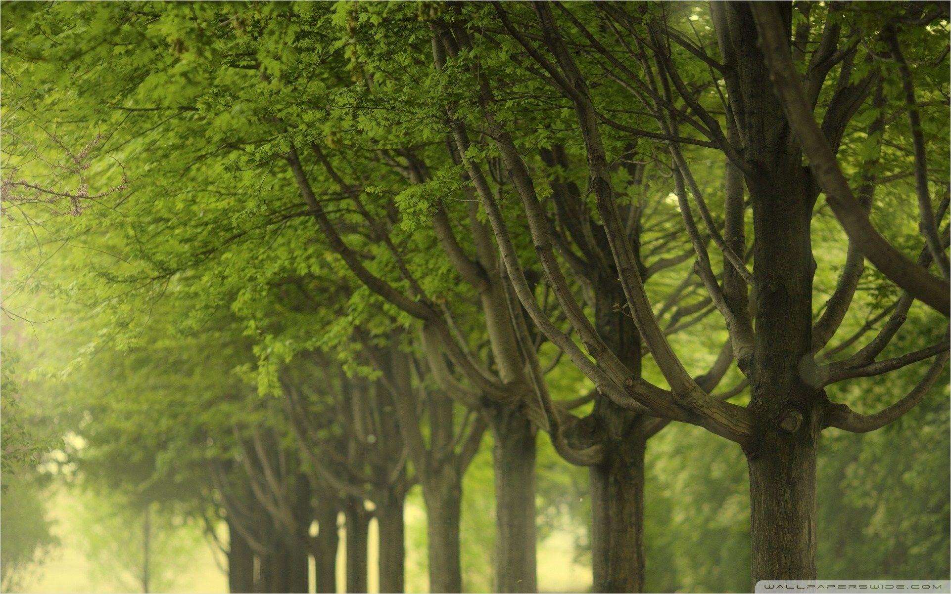 Spring Park Wallpapers - Top Free Spring Park Backgrounds - WallpaperAccess