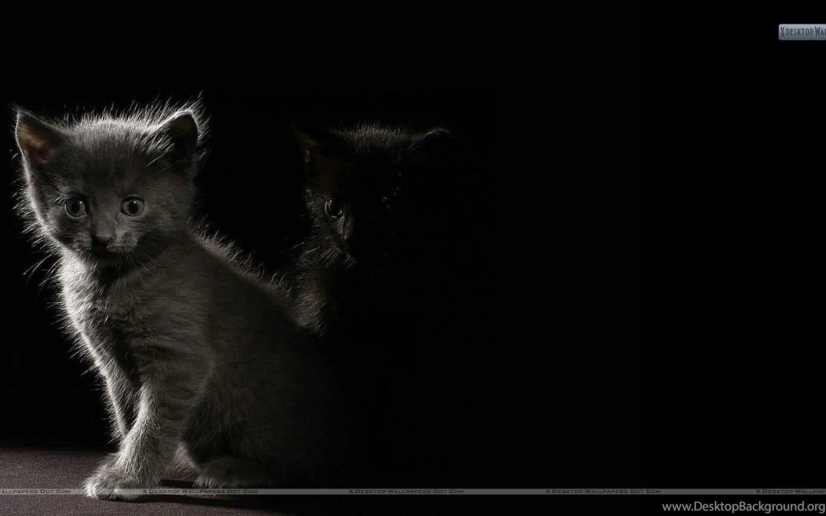Dark Cat Wallpapers - Top Free Dark Cat Backgrounds - WallpaperAccess