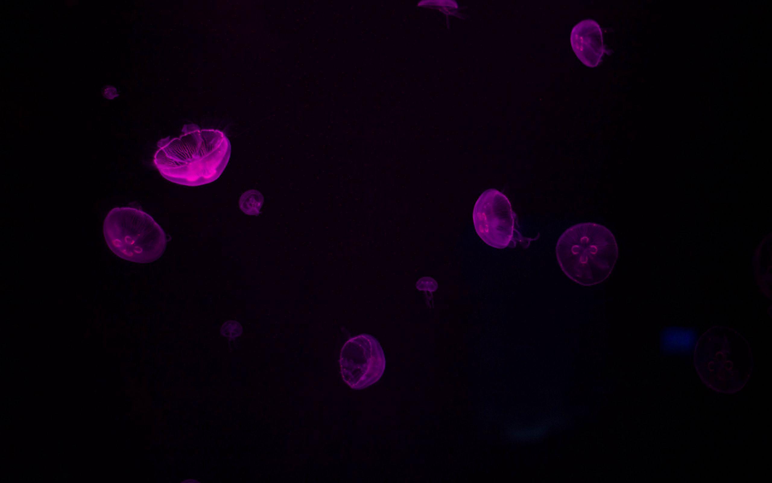 Dark Underwater Wallpapers - Top Free Dark Underwater Backgrounds ...