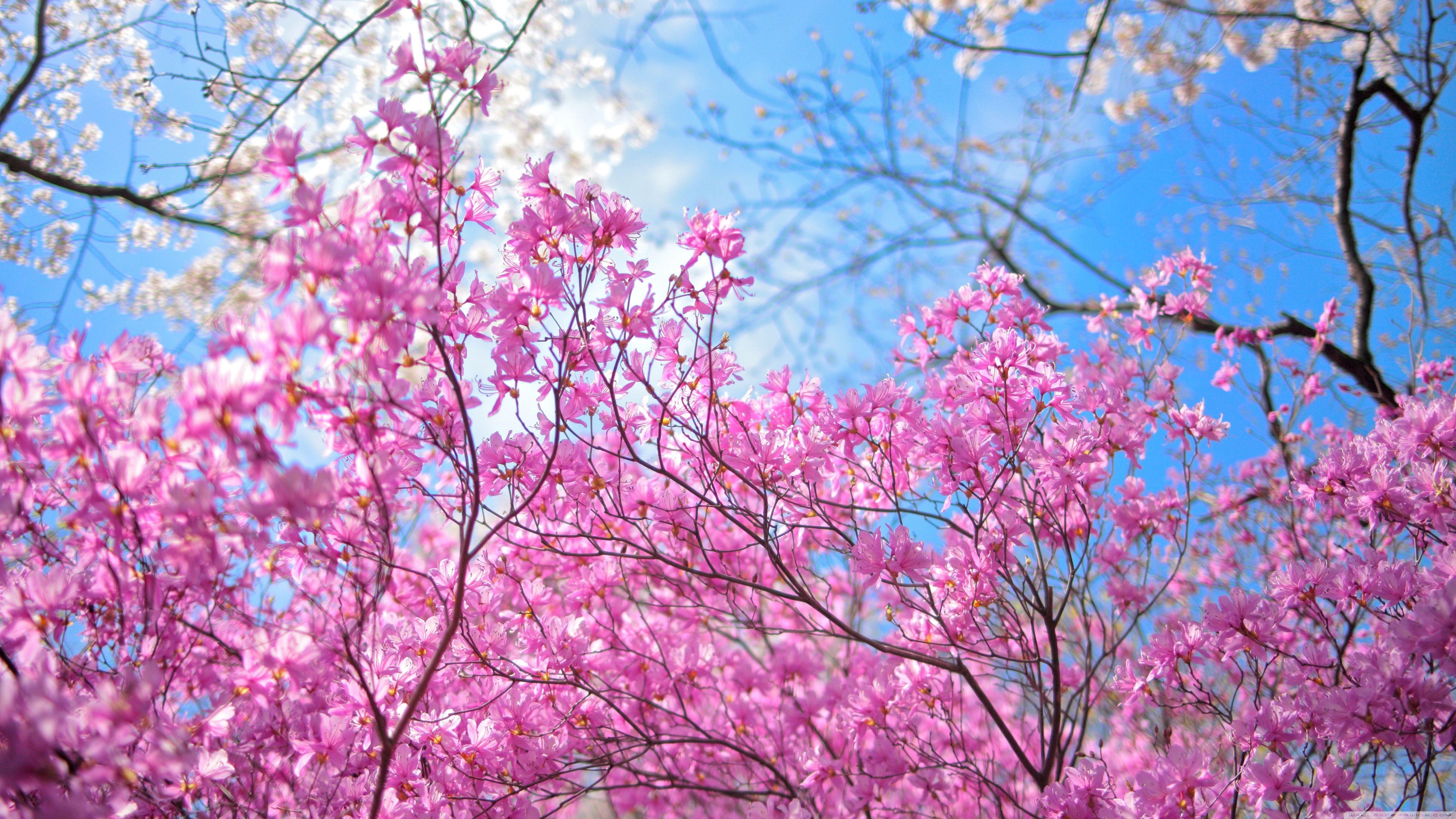 5K Spring Wallpapers - Top Free 5K Spring Backgrounds - WallpaperAccess