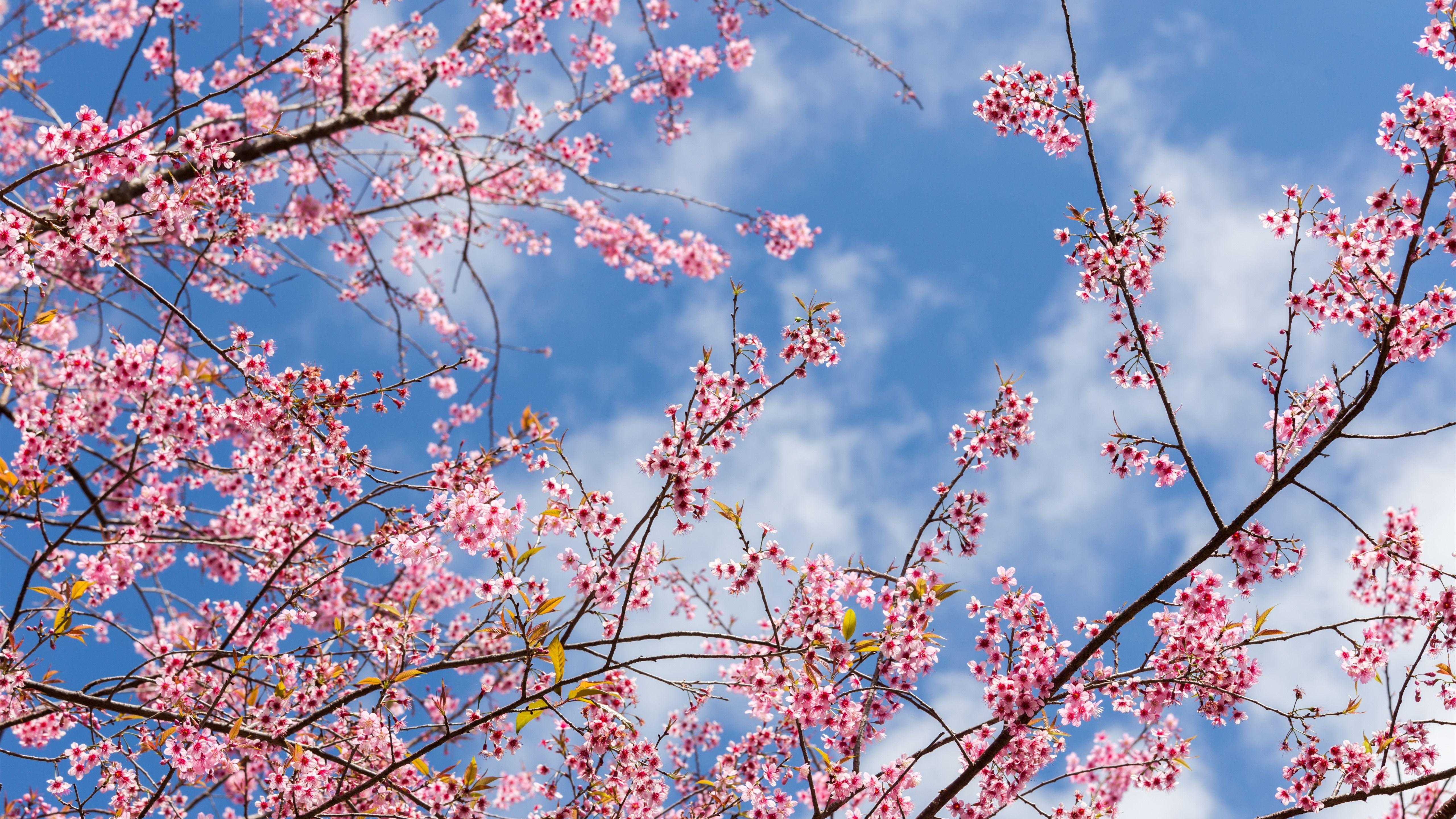 5K Spring Wallpapers - Top Free 5K Spring Backgrounds - WallpaperAccess