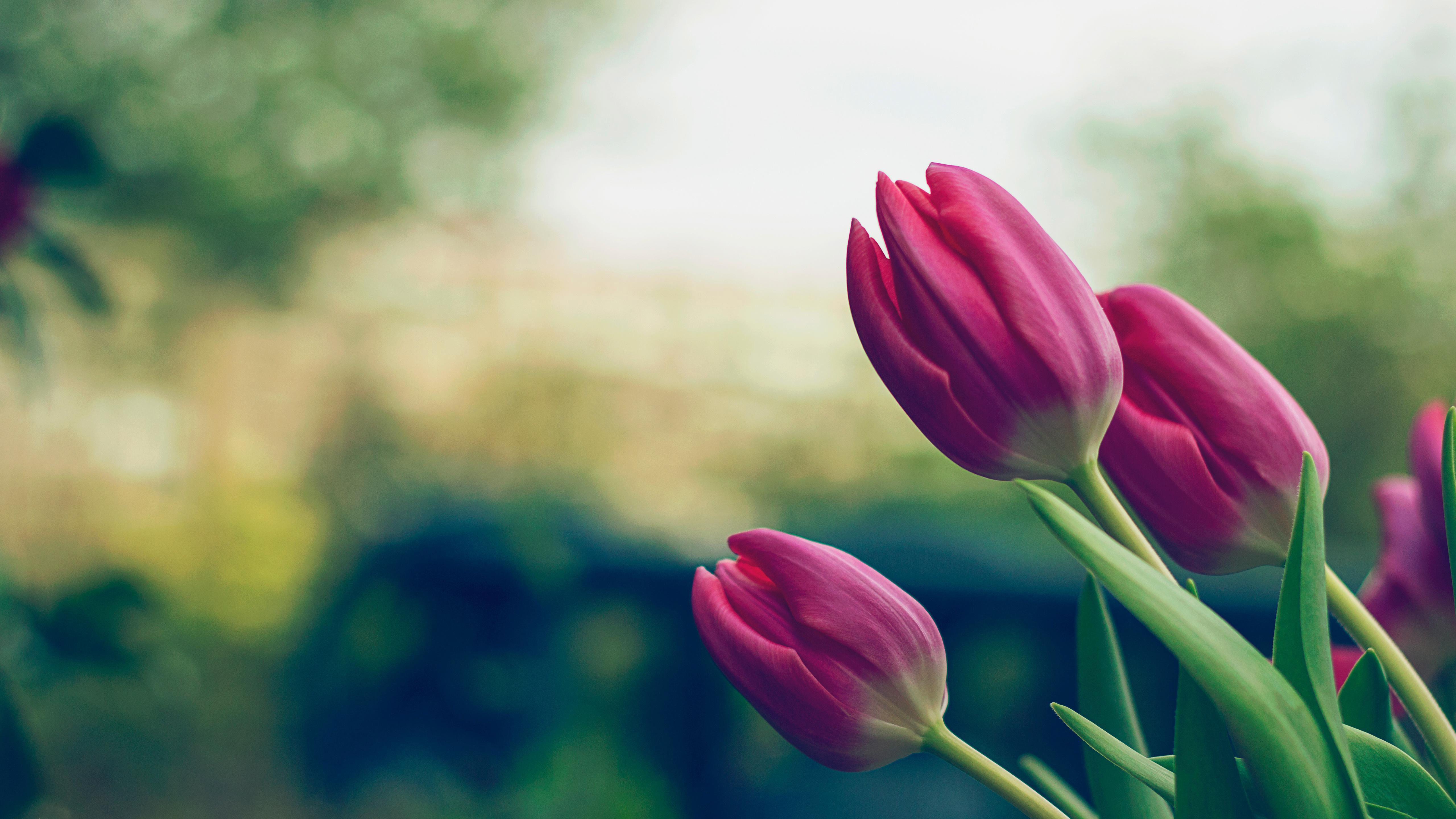 5K Spring Wallpapers - Top Free 5K Spring Backgrounds - WallpaperAccess
