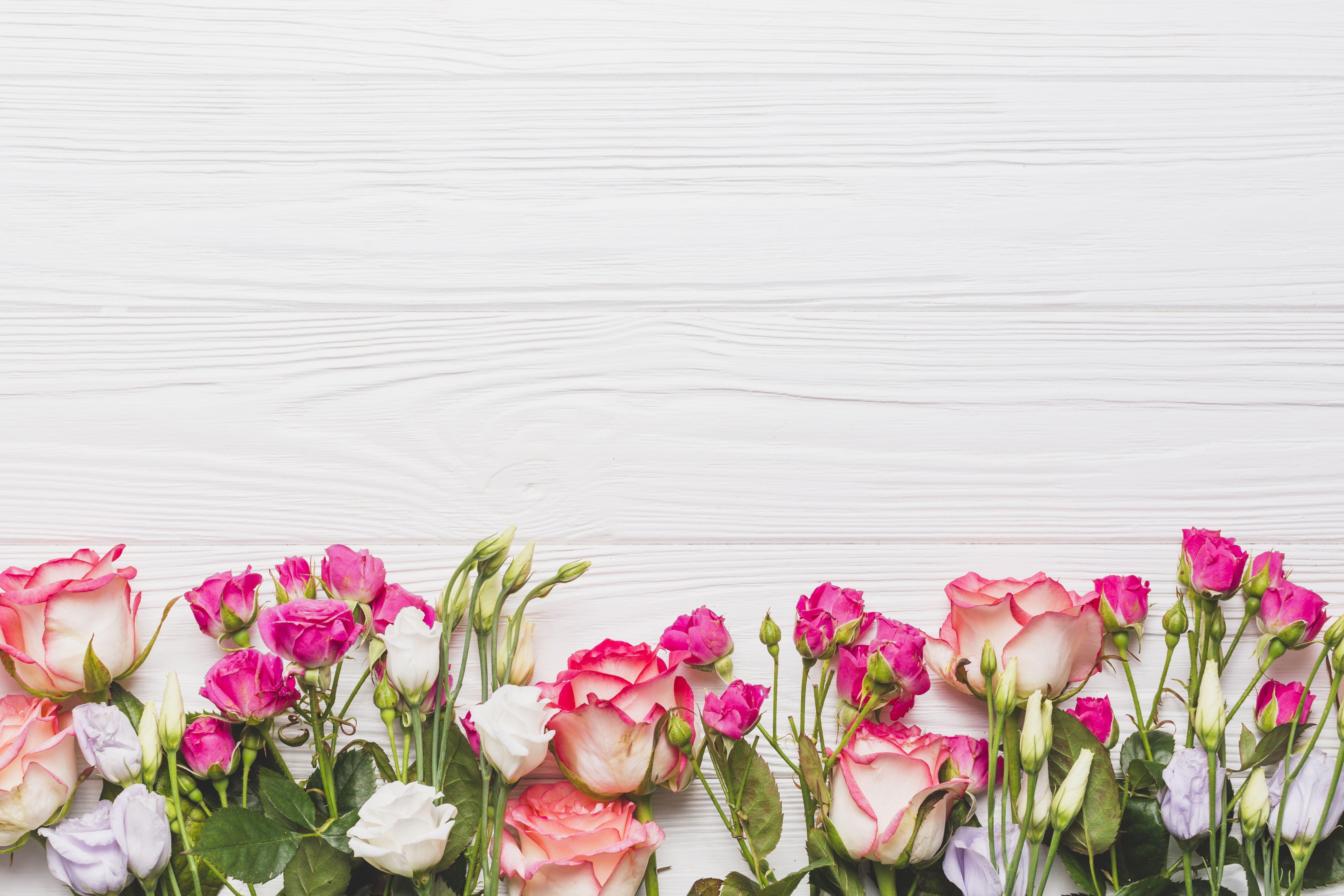 5K Flower Wallpapers - Top Free 5K Flower Backgrounds - WallpaperAccess
