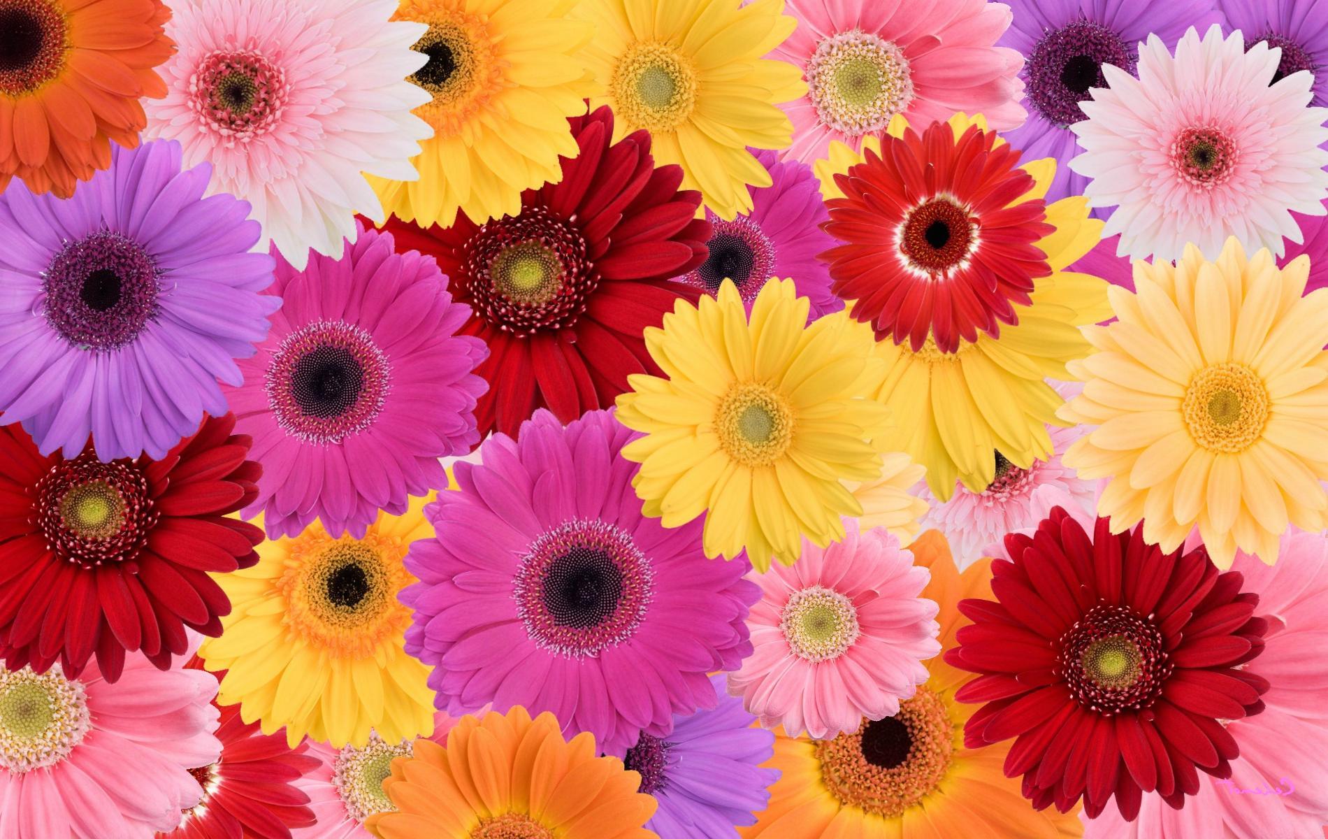 Flower Collage Wallpapers - Top Free Flower Collage Backgrounds ...