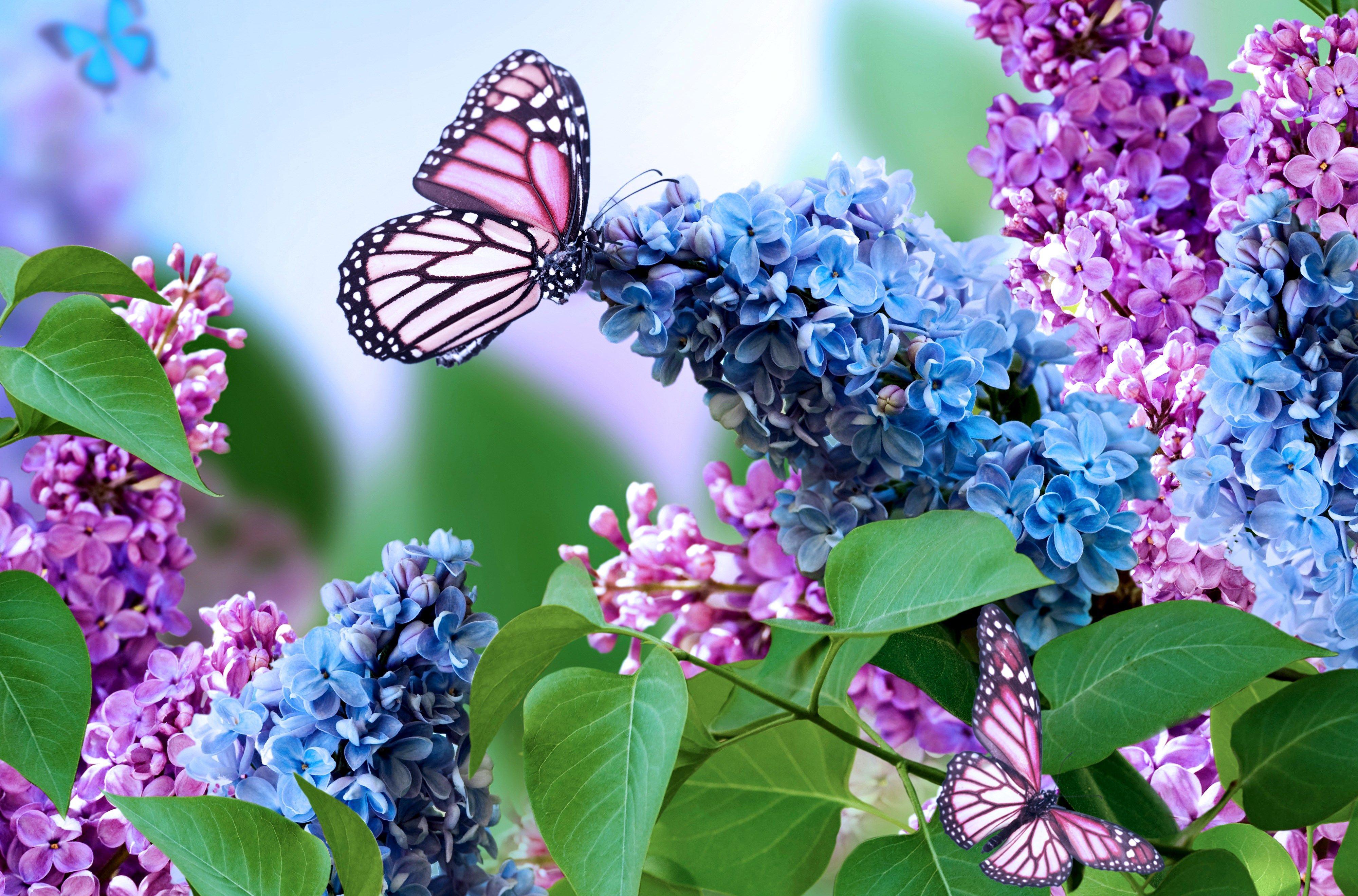 Butterflies Desktop Wallpapers - Top Free Butterflies Desktop ...