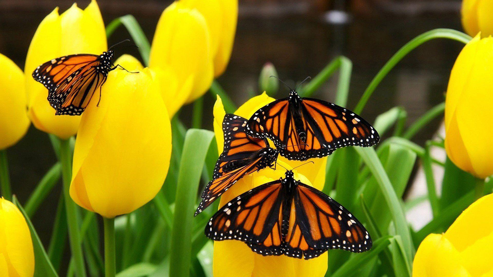 Butterflies Desktop Wallpapers - Top Free Butterflies Desktop ...