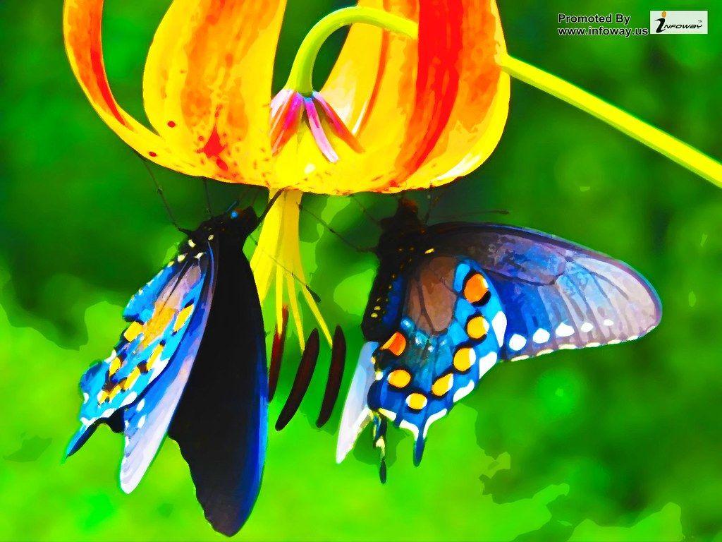 Butterflies Desktop Wallpapers - Top Free Butterflies Desktop ...