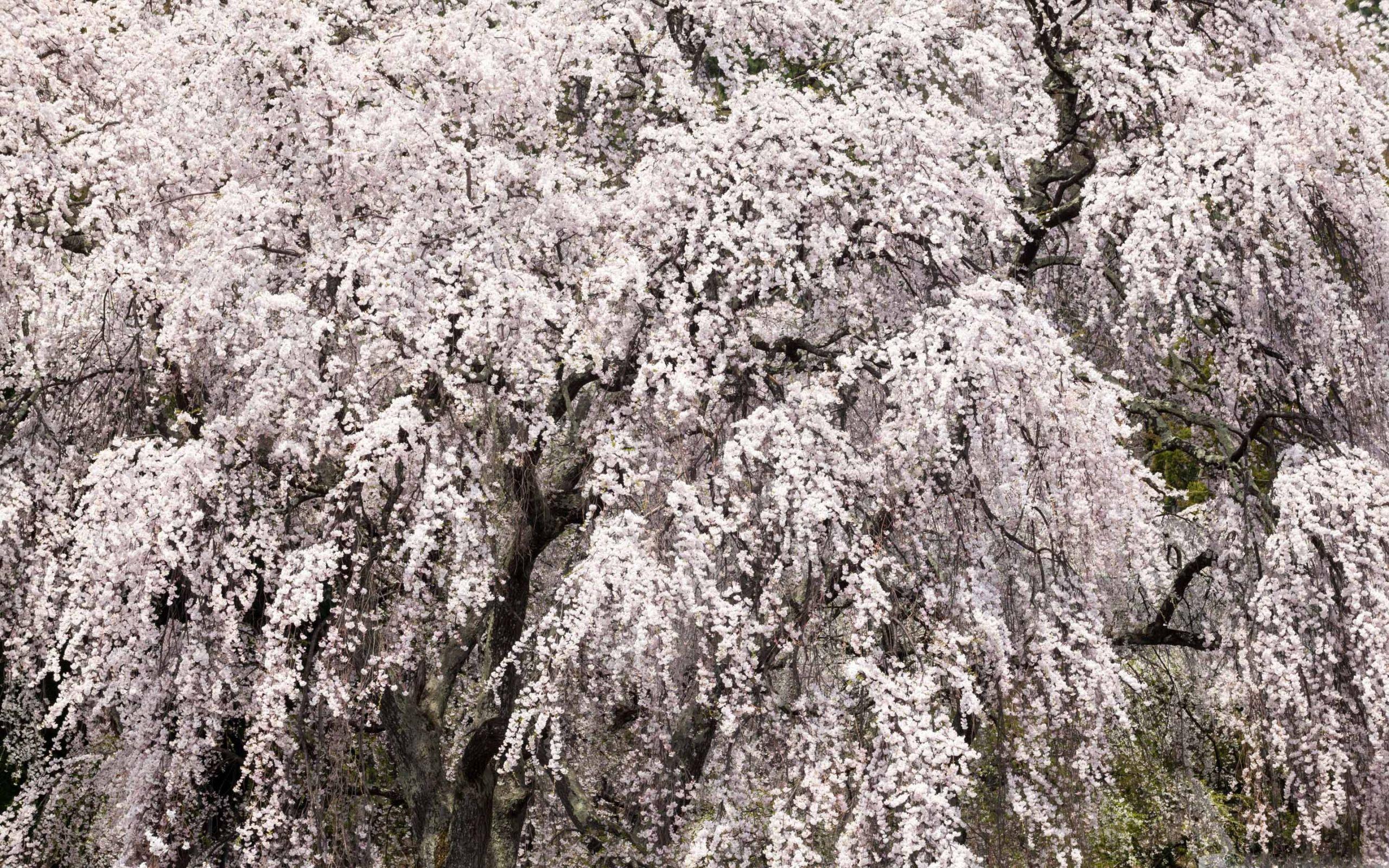 Winter Cherry Blossom Wallpapers - Top Free Winter Cherry Blossom ...
