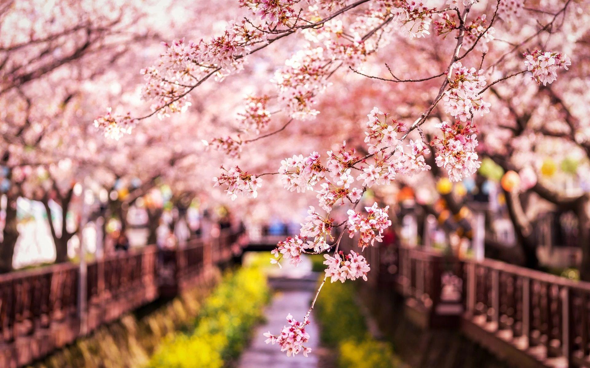 Japan Spring Wallpapers - Top Free Japan Spring Backgrounds ...