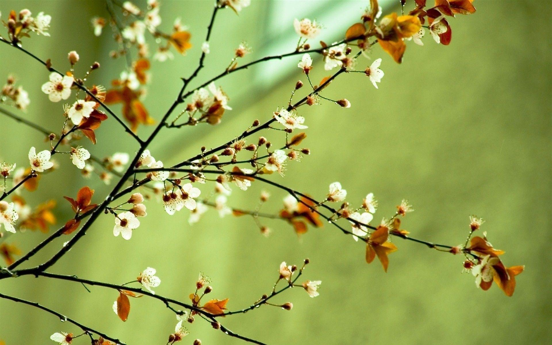Cool Spring Wallpapers - Top Free Cool Spring Backgrounds - WallpaperAccess