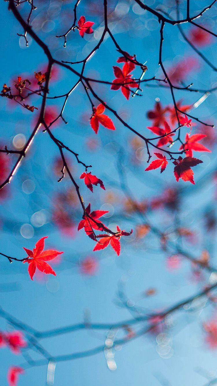 Cool Spring Wallpapers - Top Free Cool Spring Backgrounds - WallpaperAccess