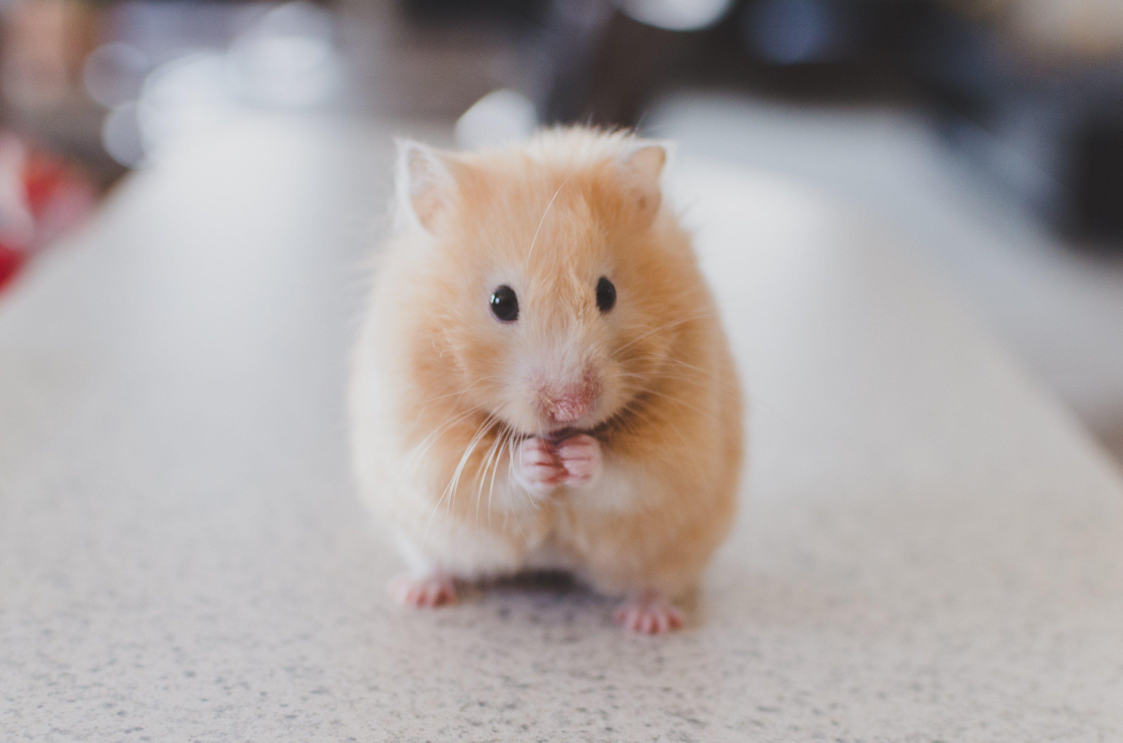 Cute Hamster Wallpapers - Top Free Cute Hamster Backgrounds ...