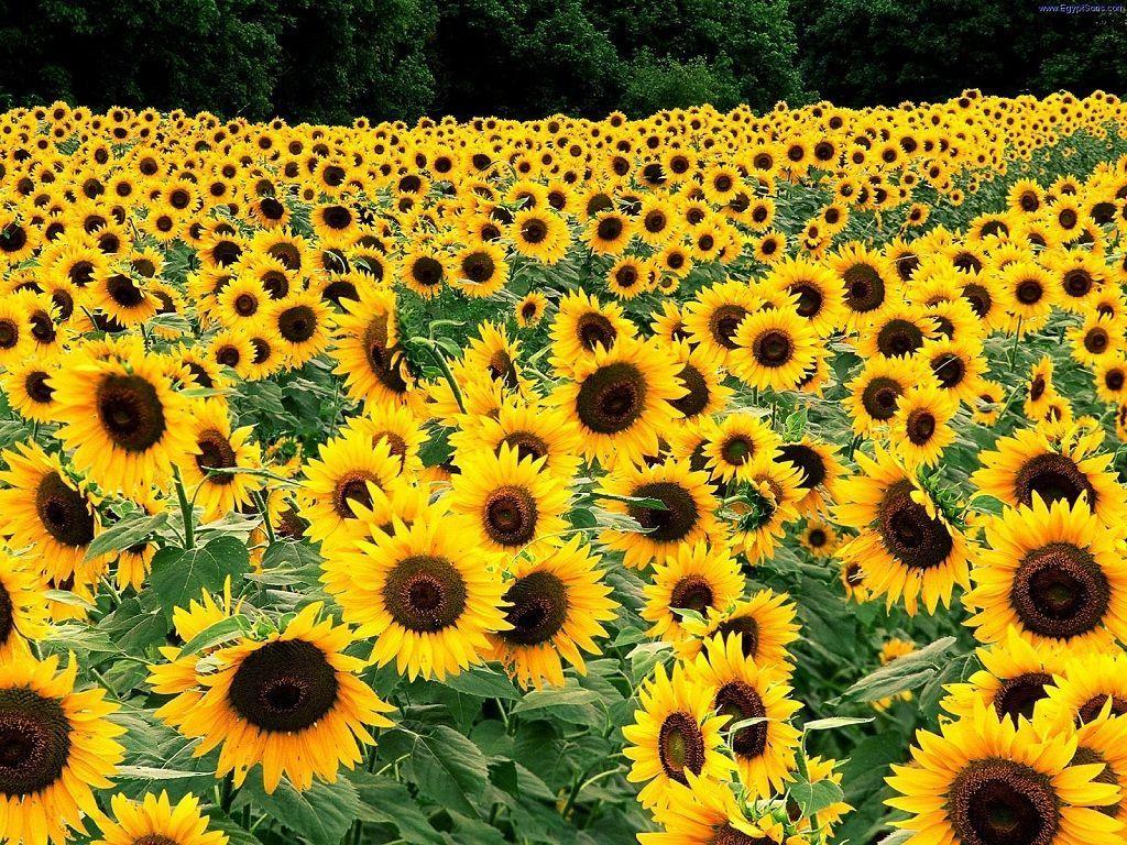 Beautiful Sunflower Wallpapers - Top Free Beautiful Sunflower ...