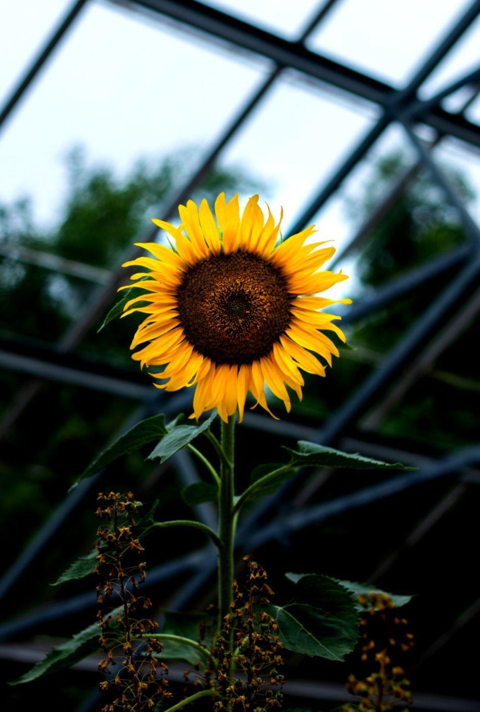 Full HD Sunflower Wallpapers - Top Free Full HD Sunflower Backgrounds ...