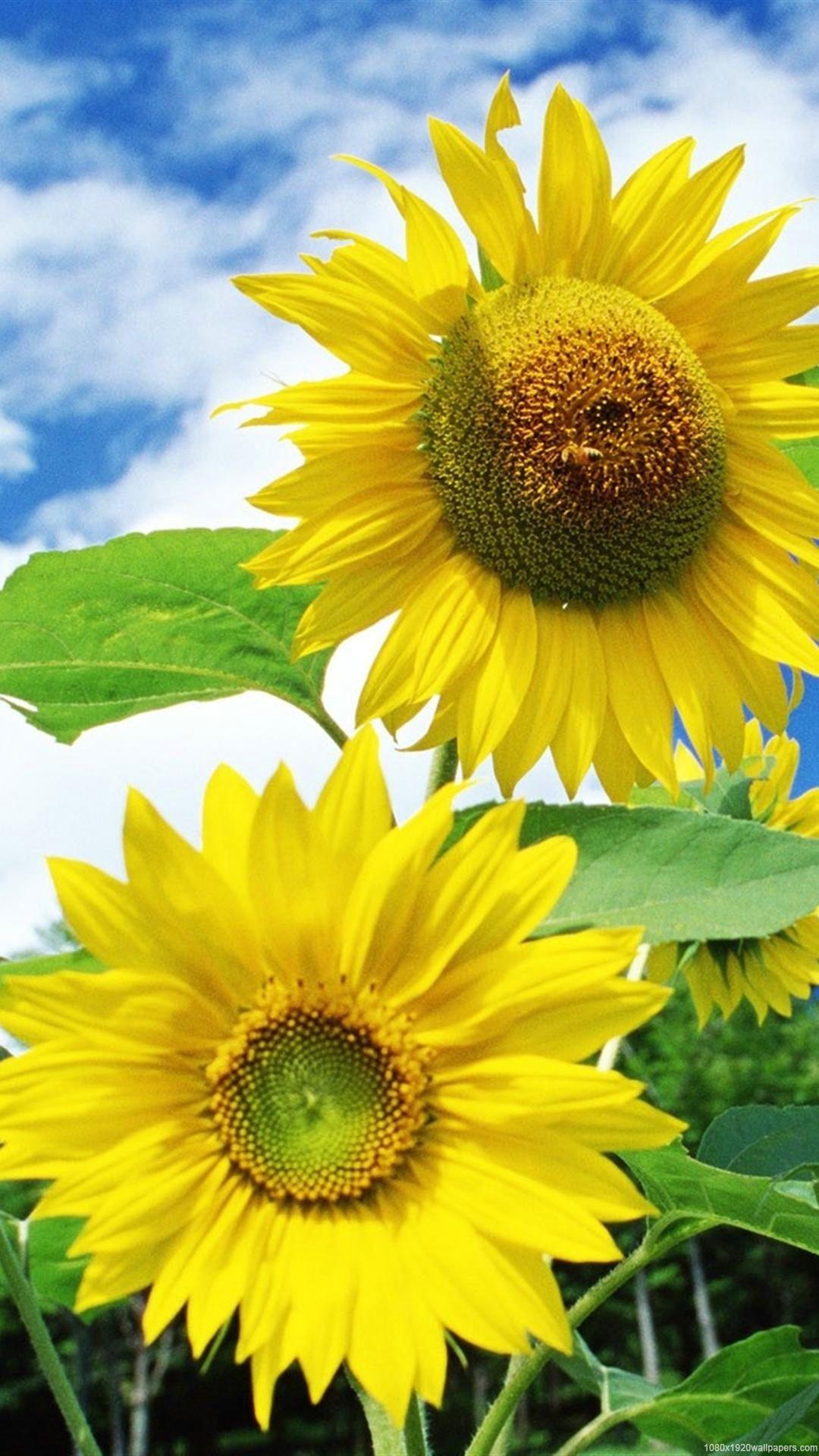 Full HD Sunflower Wallpapers - Top Free Full HD Sunflower Backgrounds ...