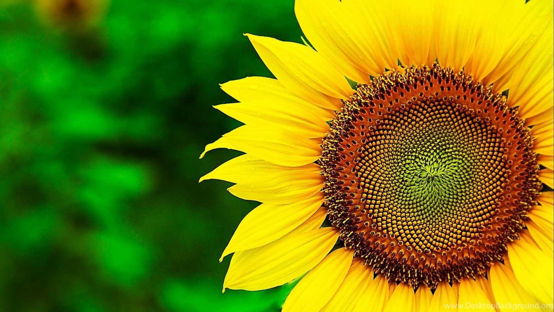 Full HD Sunflower Wallpapers - Top Free Full HD Sunflower Backgrounds - WallpaperAccess