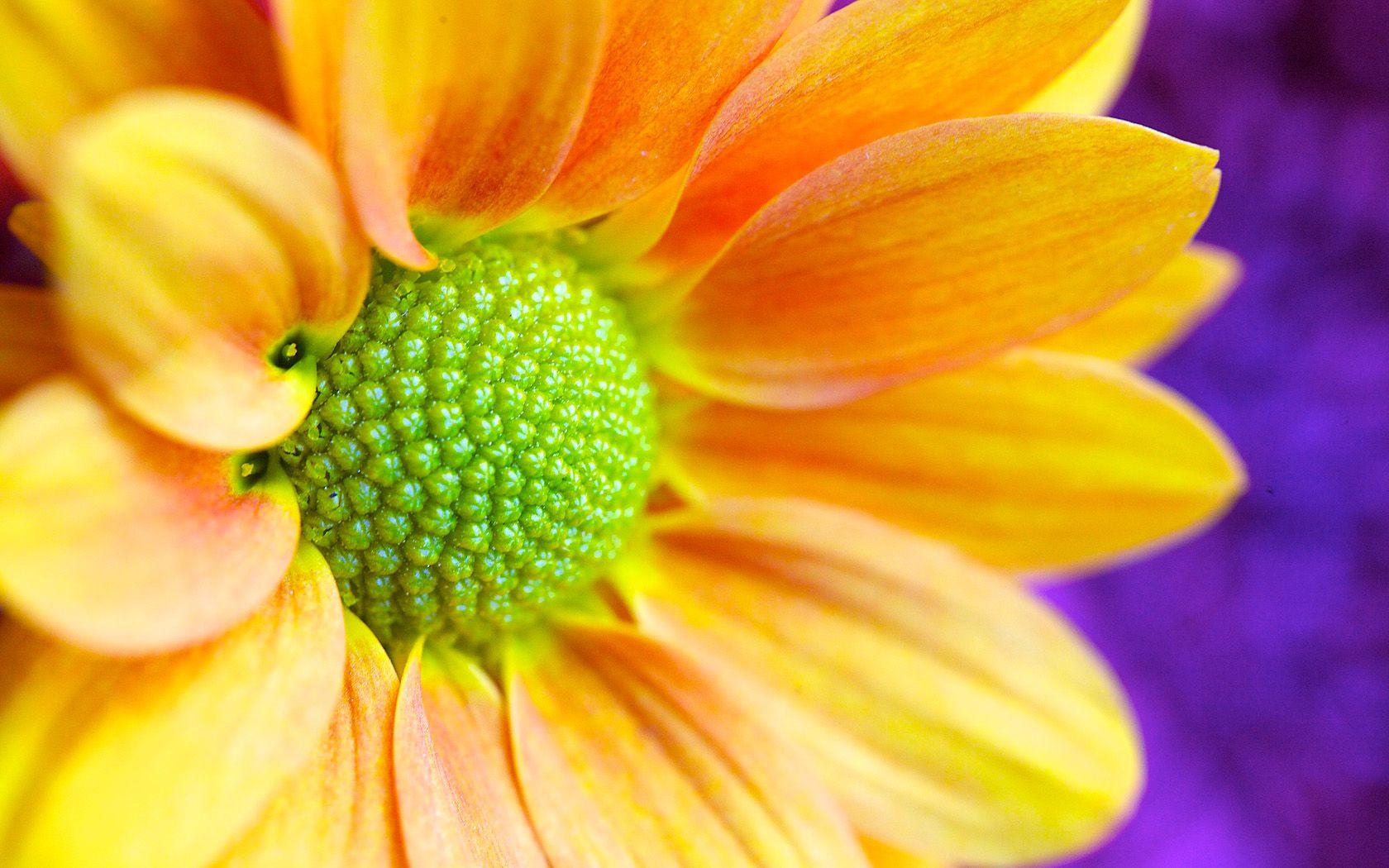 Simple Spring Desktop Wallpapers - Top Free Simple Spring Desktop ...