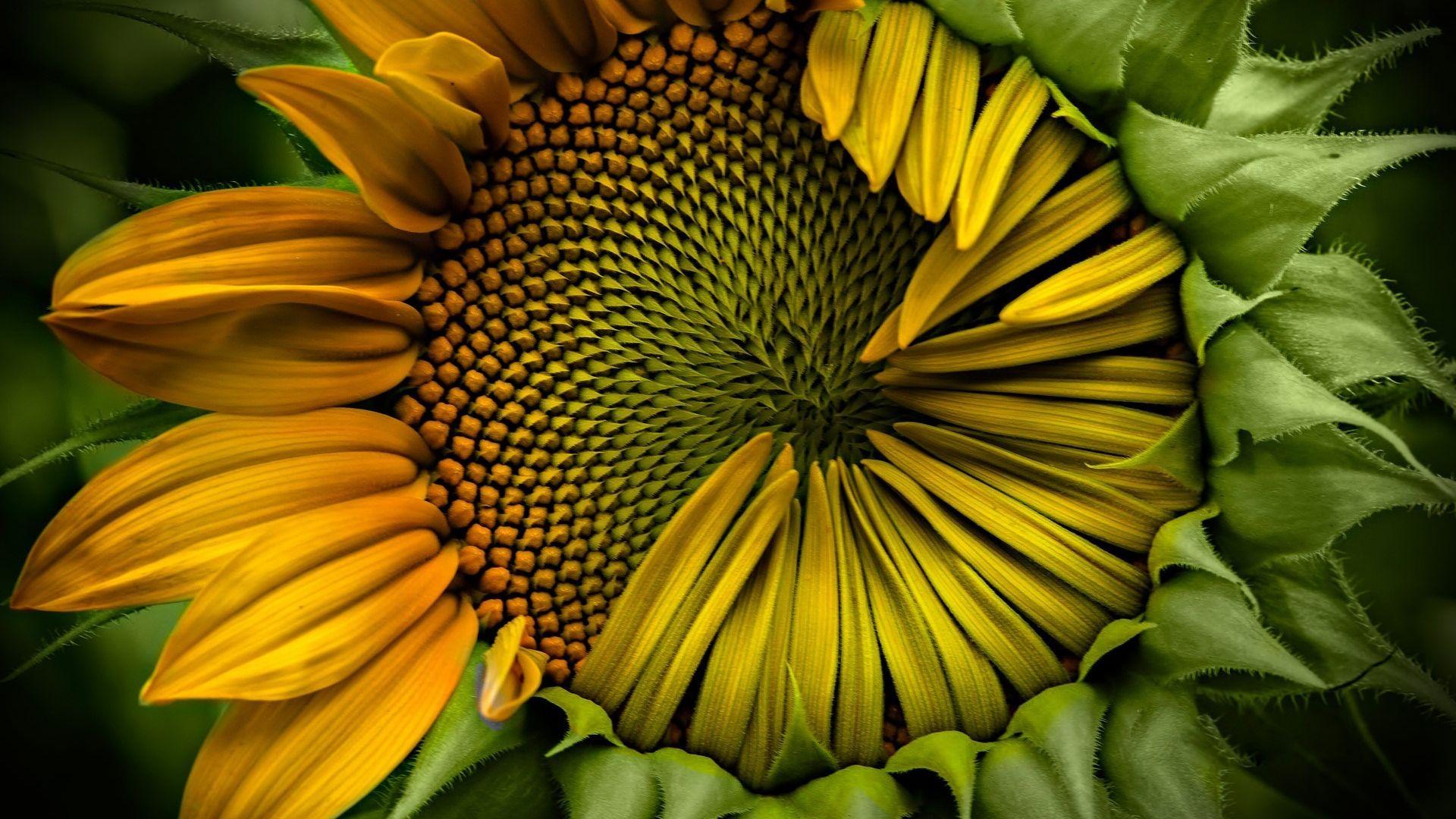 Full HD Sunflower Wallpapers - Top Free Full HD Sunflower Backgrounds ...