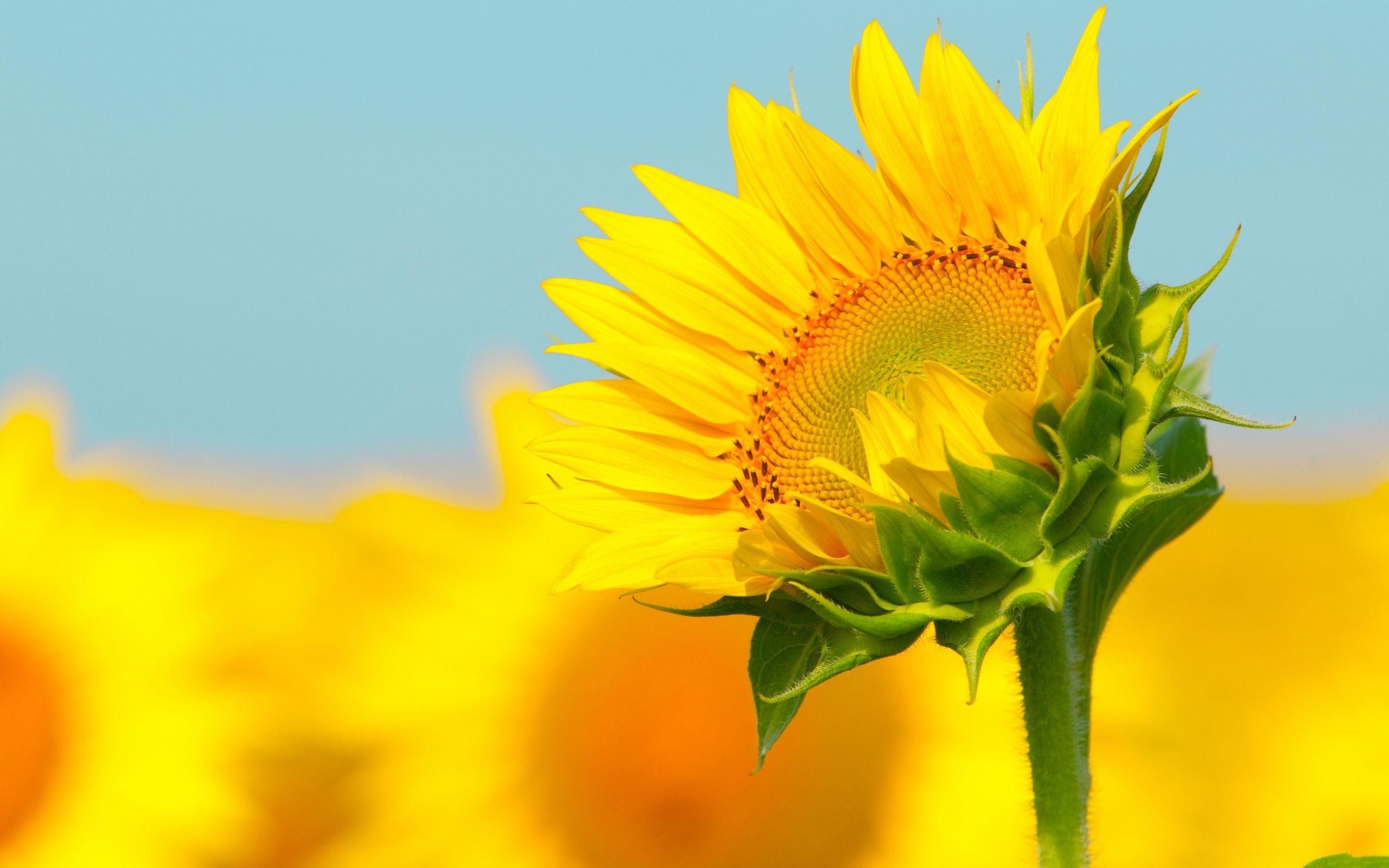 Full HD Sunflower Wallpapers - Top Free Full HD Sunflower Backgrounds ...