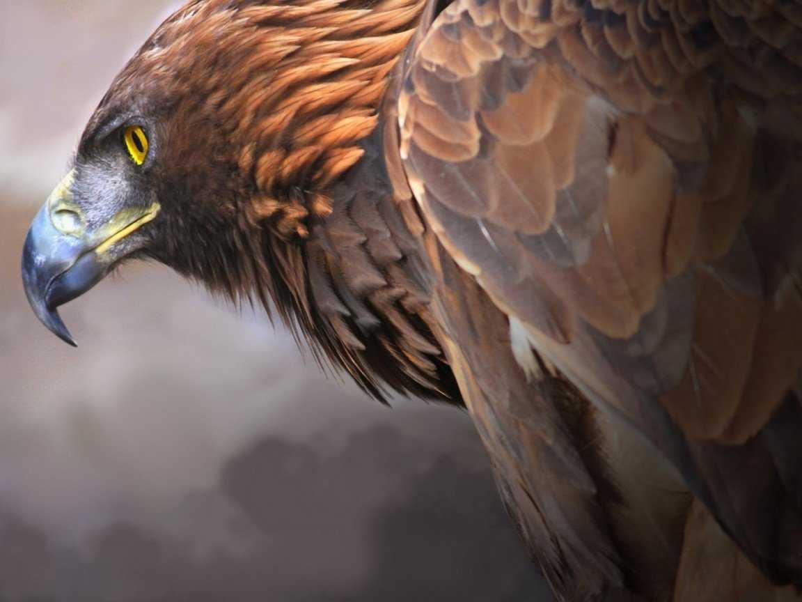 Eagle Art Wallpapers - Top Free Eagle Art Backgrounds - WallpaperAccess