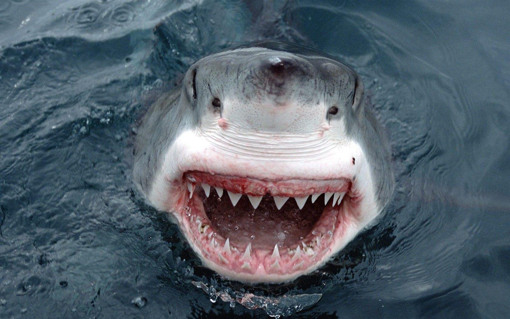 Marine Animal Wallpapers - Top Free Marine Animal Backgrounds ...