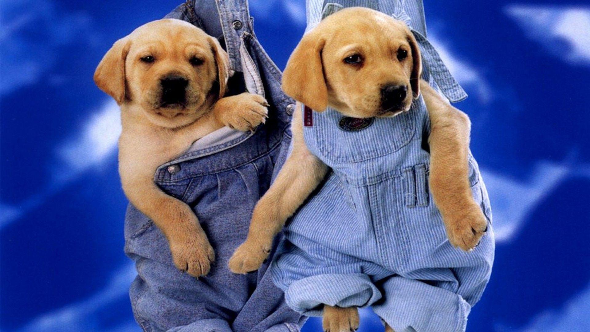 Puppy PC Wallpapers - Top Free Puppy PC Backgrounds - WallpaperAccess