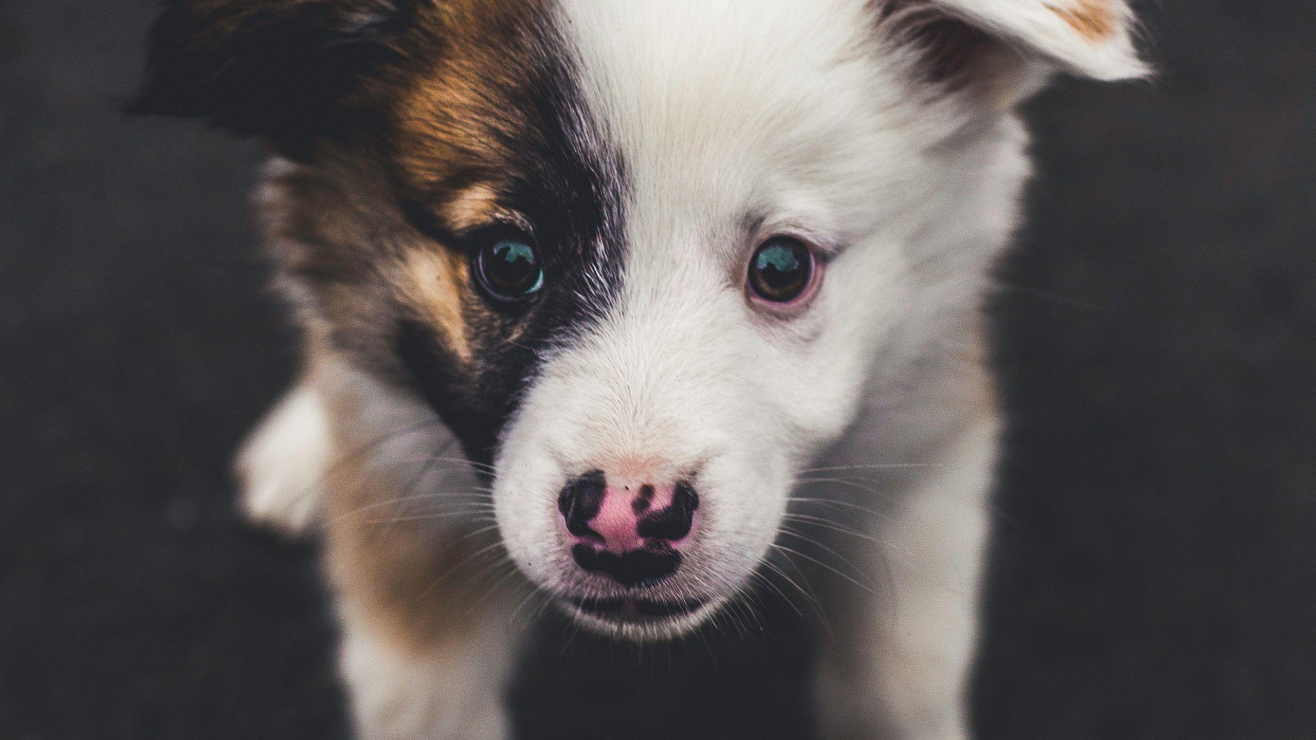 Puppy PC Wallpapers - Top Free Puppy PC Backgrounds - WallpaperAccess