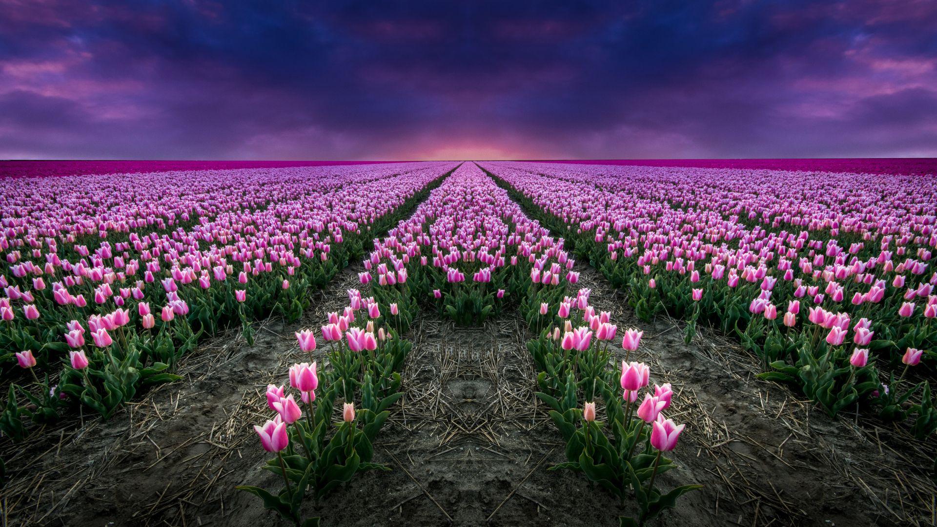 1920X1080 Tulips Wallpapers - Top Free 1920X1080 Tulips Backgrounds ...