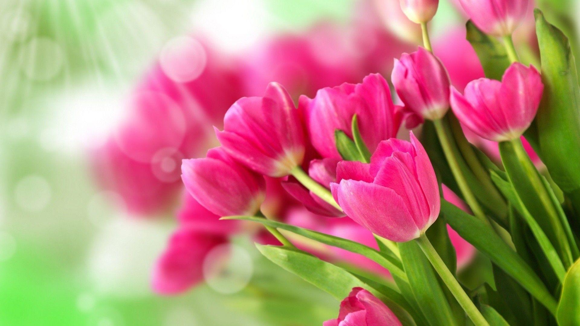 1920X1080 Tulips Wallpapers - Top Free 1920X1080 Tulips Backgrounds ...