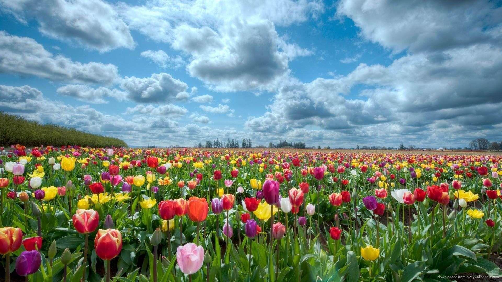 Tulip Fields Wallpapers - Top Free Tulip Fields Backgrounds ...