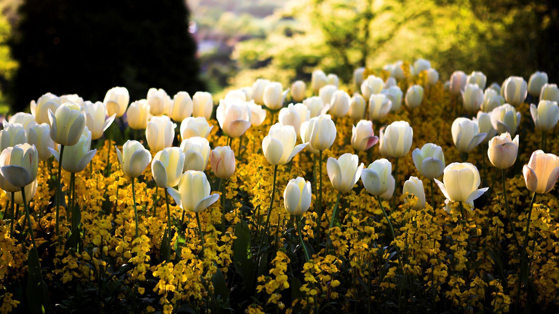 Yellow Tulips Desktop Wallpapers - Top Free Yellow Tulips Desktop ...
