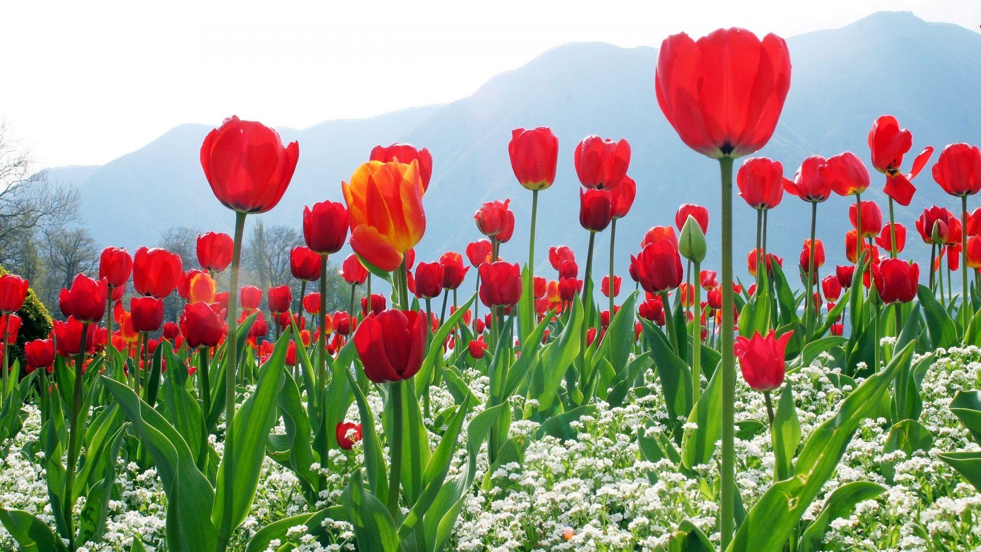 1920X1080 Tulips Wallpapers - Top Free 1920X1080 Tulips Backgrounds ...