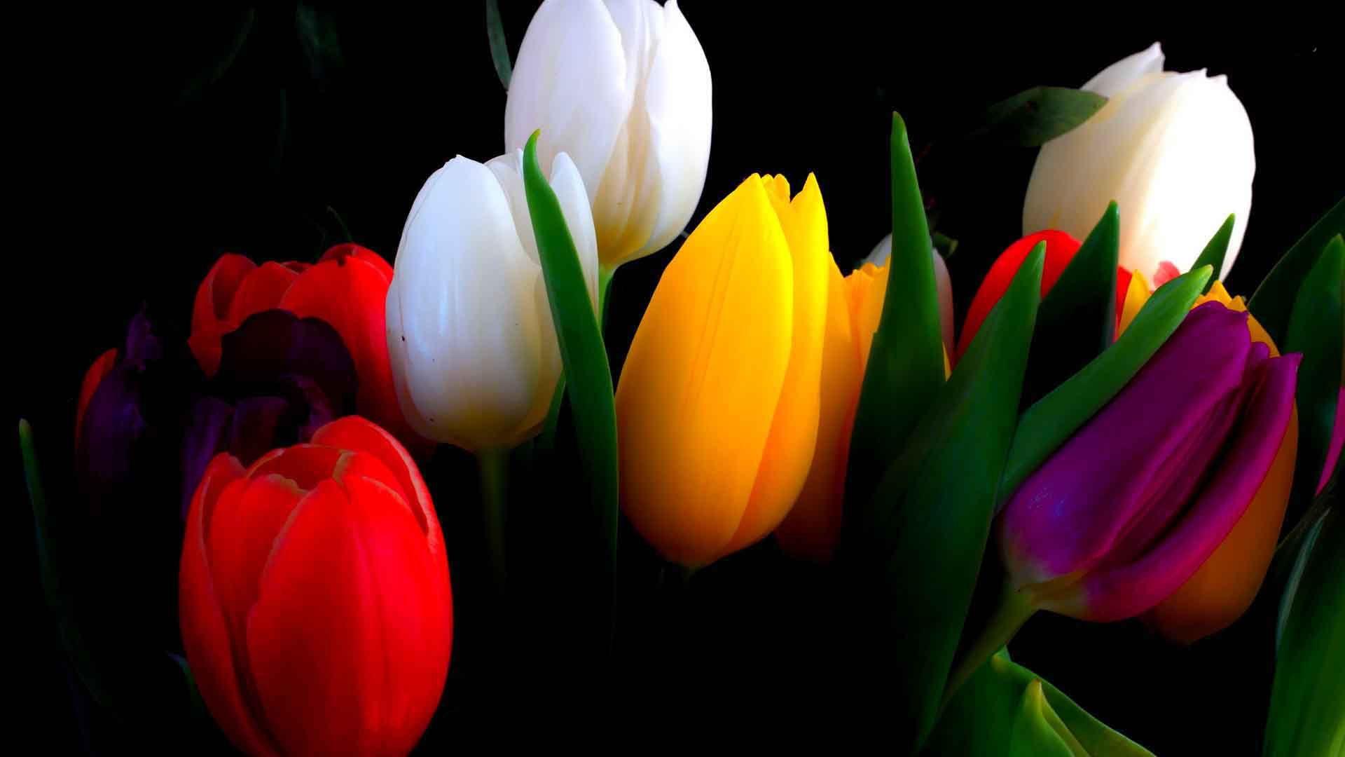 1920X1080 Tulips Wallpapers - Top Free 1920X1080 Tulips Backgrounds ...