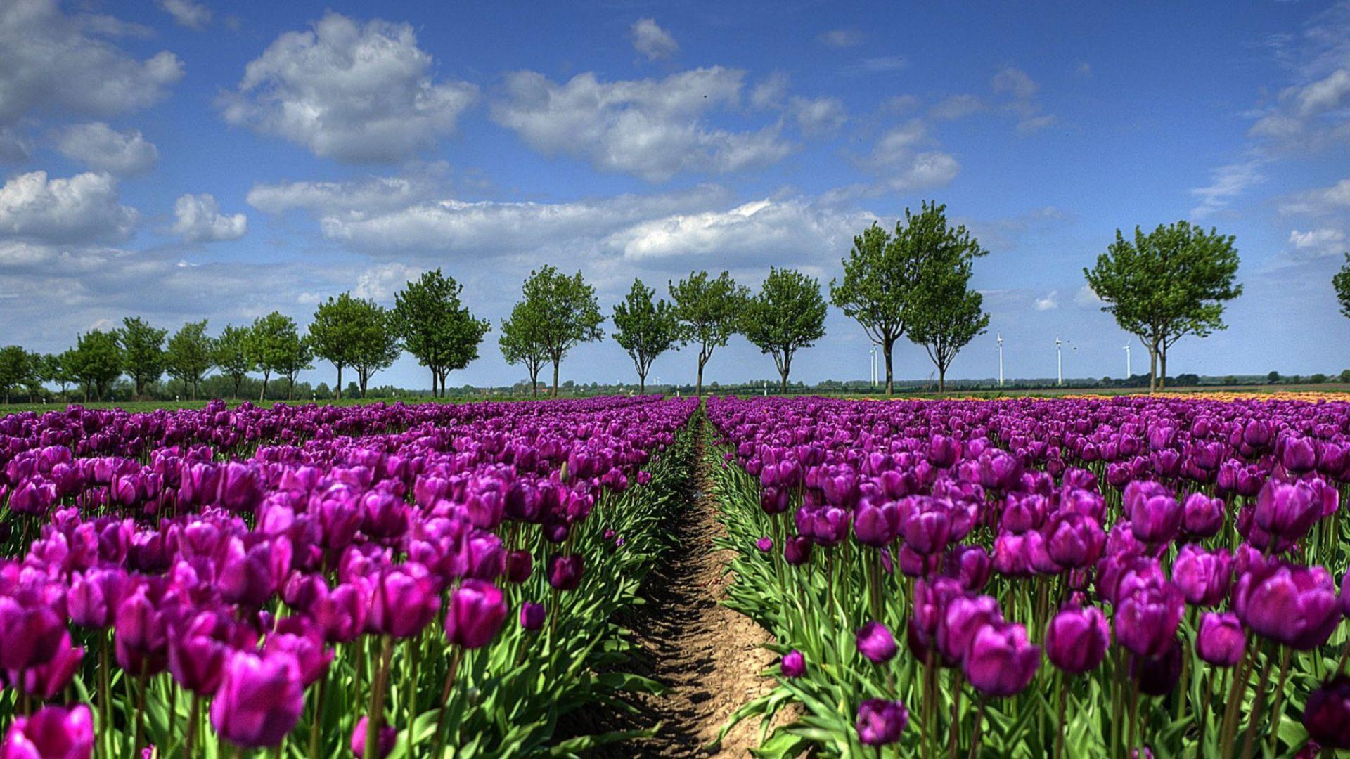 1920X1080 Tulips Wallpapers - Top Free 1920X1080 Tulips Backgrounds ...