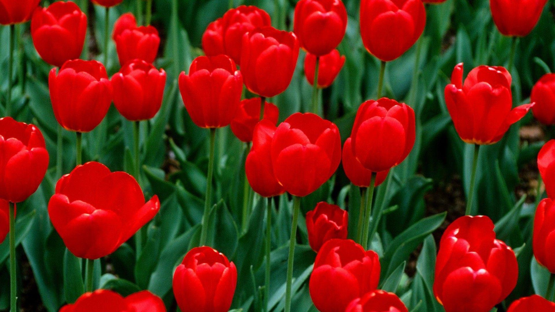 1920X1080 Tulips Wallpapers - Top Free 1920X1080 Tulips Backgrounds ...