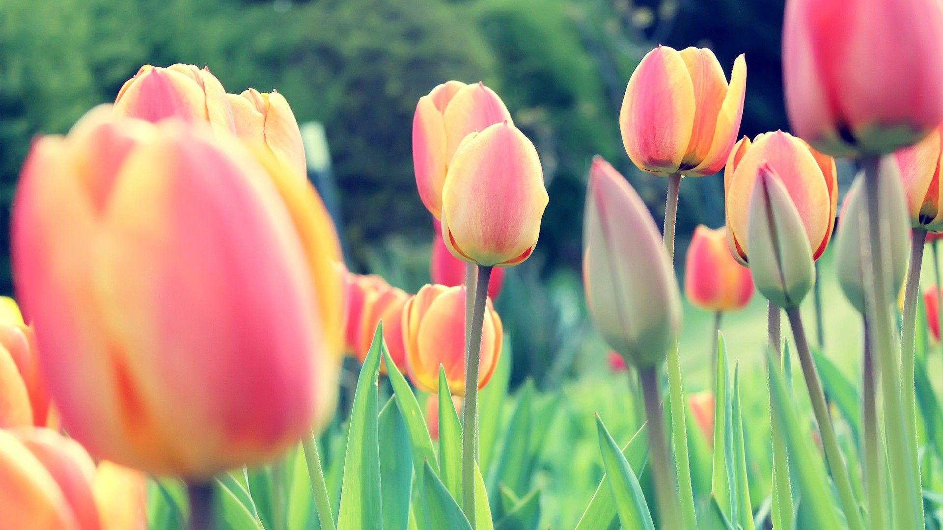 1920X1080 Tulips Wallpapers - Top Free 1920X1080 Tulips Backgrounds ...