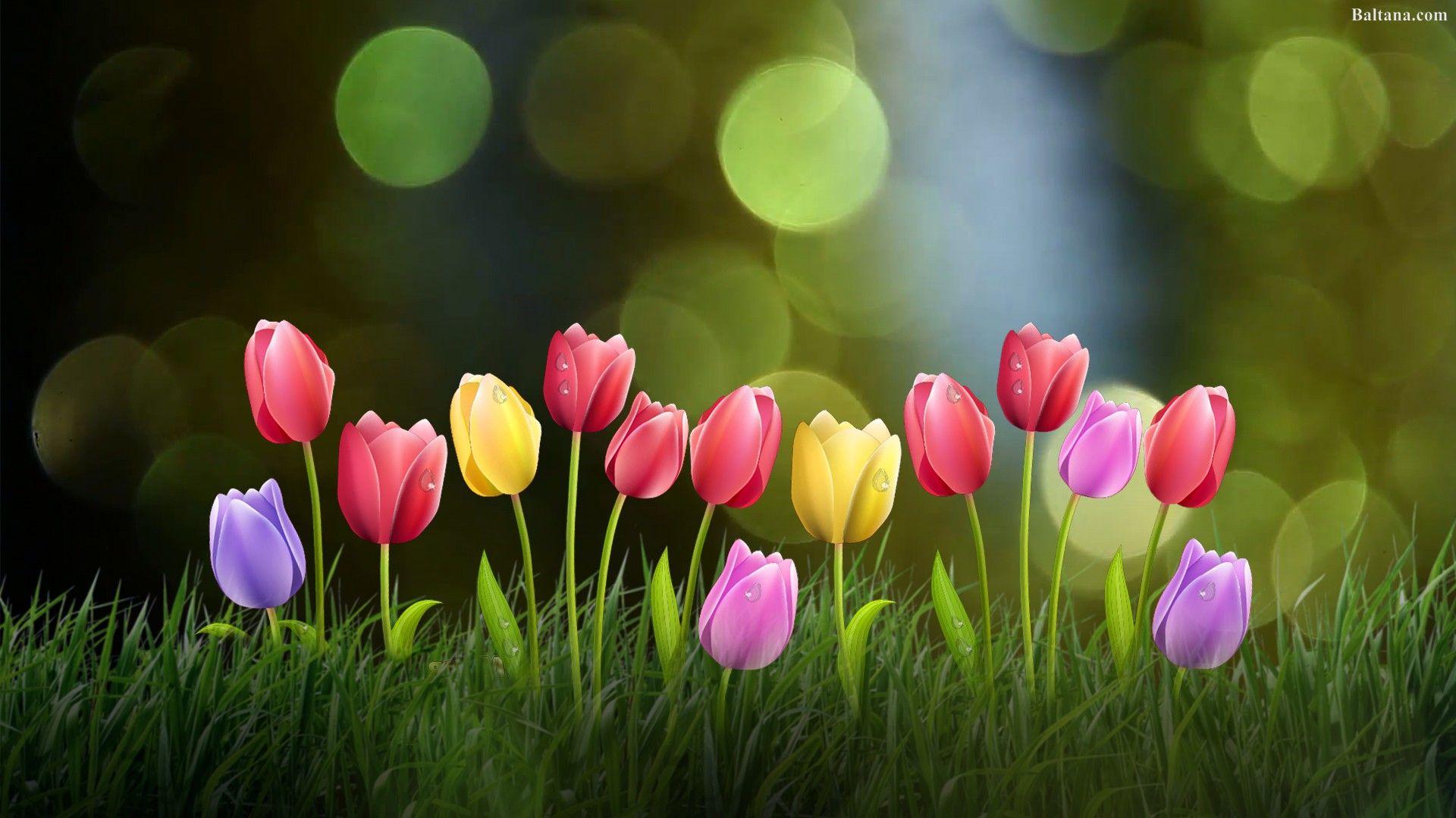 1920X1080 Tulips Wallpapers - Top Free 1920X1080 Tulips Backgrounds ...