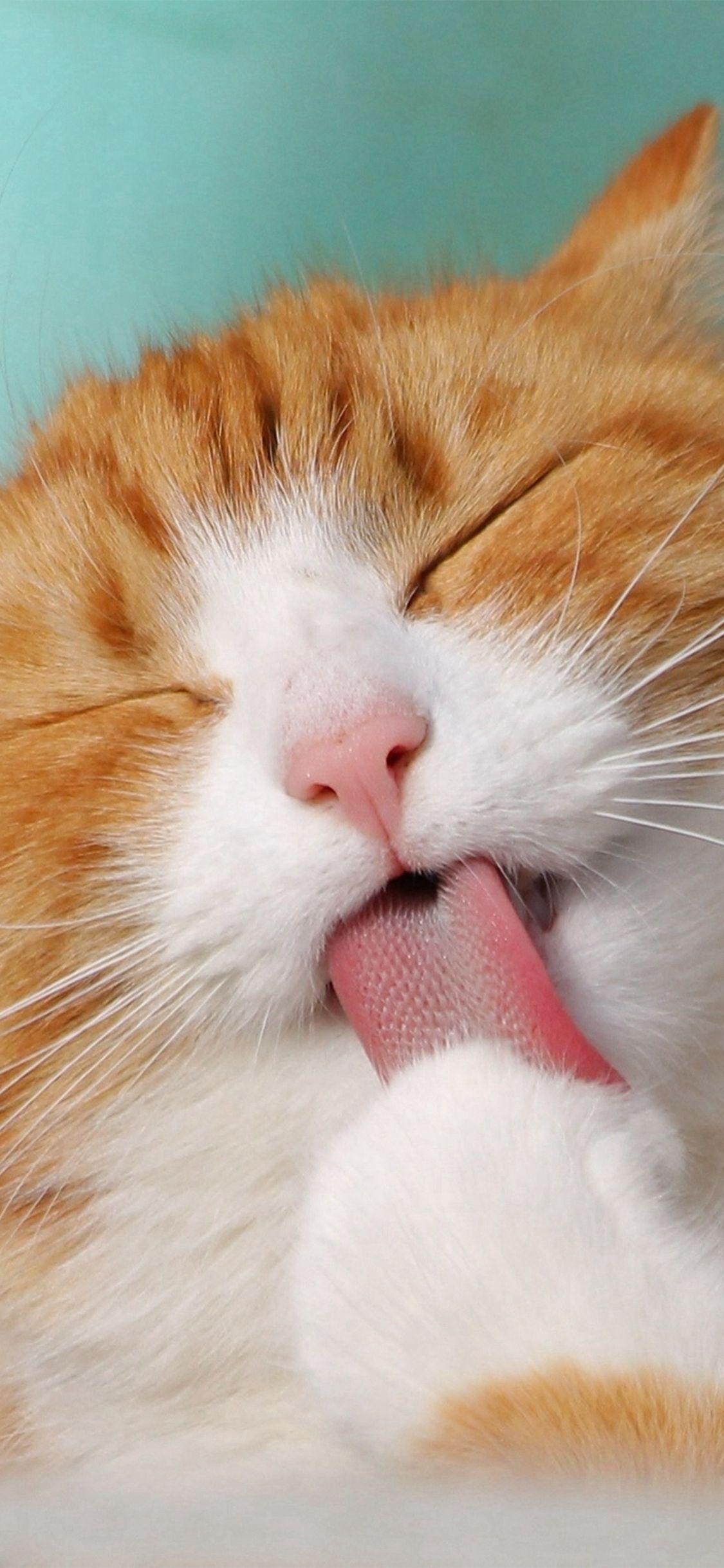 Smiling Cat Wallpapers - Top Free Smiling Cat Backgrounds - WallpaperAccess