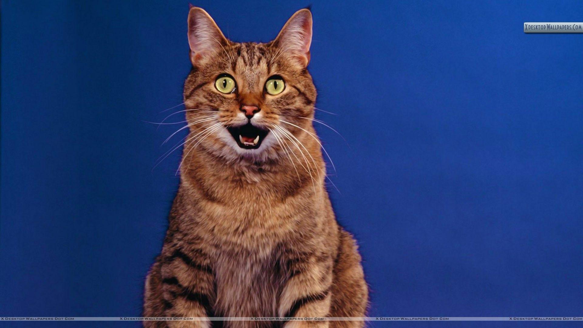 Happy Cat Wallpapers - Top Free Happy Cat Backgrounds - WallpaperAccess