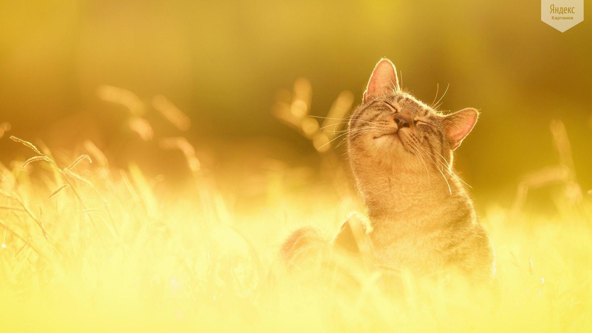 Happy Cat Wallpapers - Top Free Happy Cat Backgrounds - WallpaperAccess