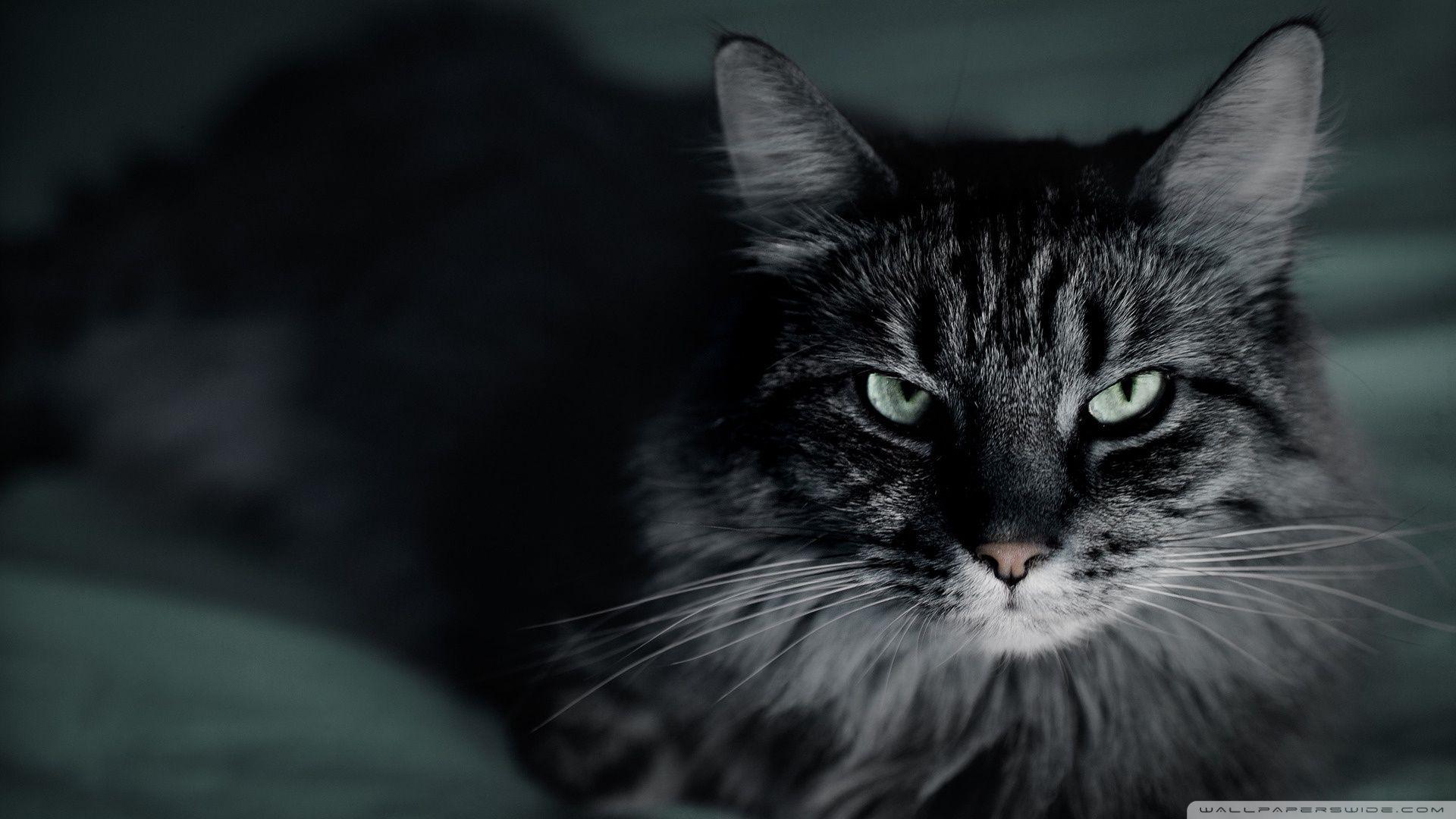 Happy Cat Wallpapers - Top Free Happy Cat Backgrounds - WallpaperAccess