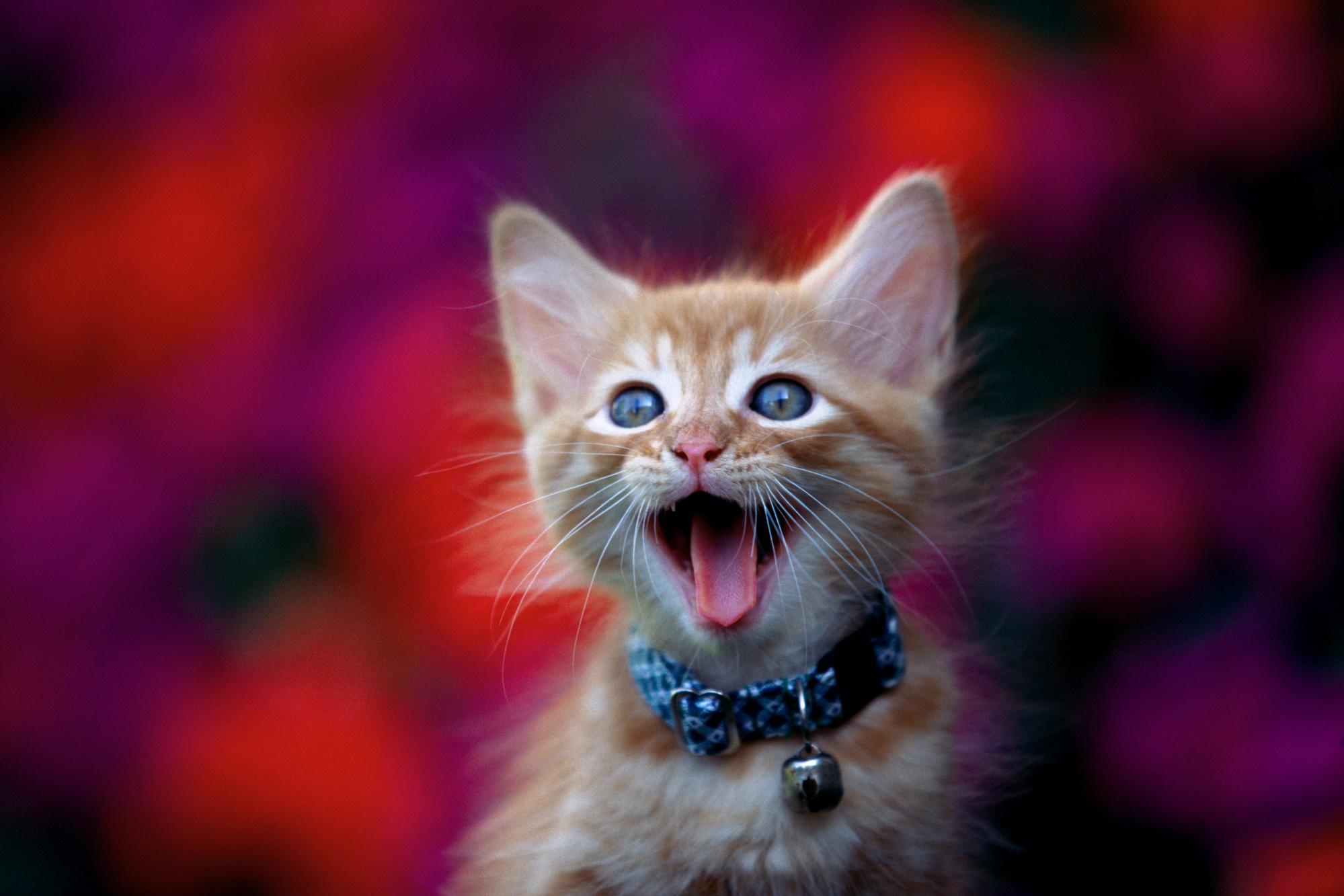 Happy Cat Wallpapers - Top Free Happy Cat Backgrounds - WallpaperAccess
