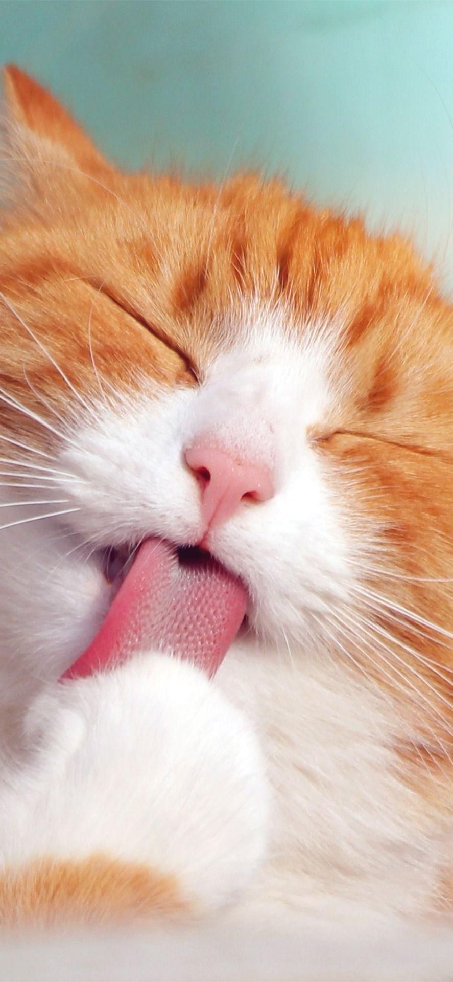 Happy Cat Wallpapers - Top Free Happy Cat Backgrounds - WallpaperAccess