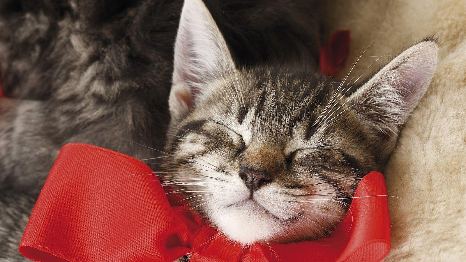 Happy Cat Wallpapers - Top Free Happy Cat Backgrounds - WallpaperAccess