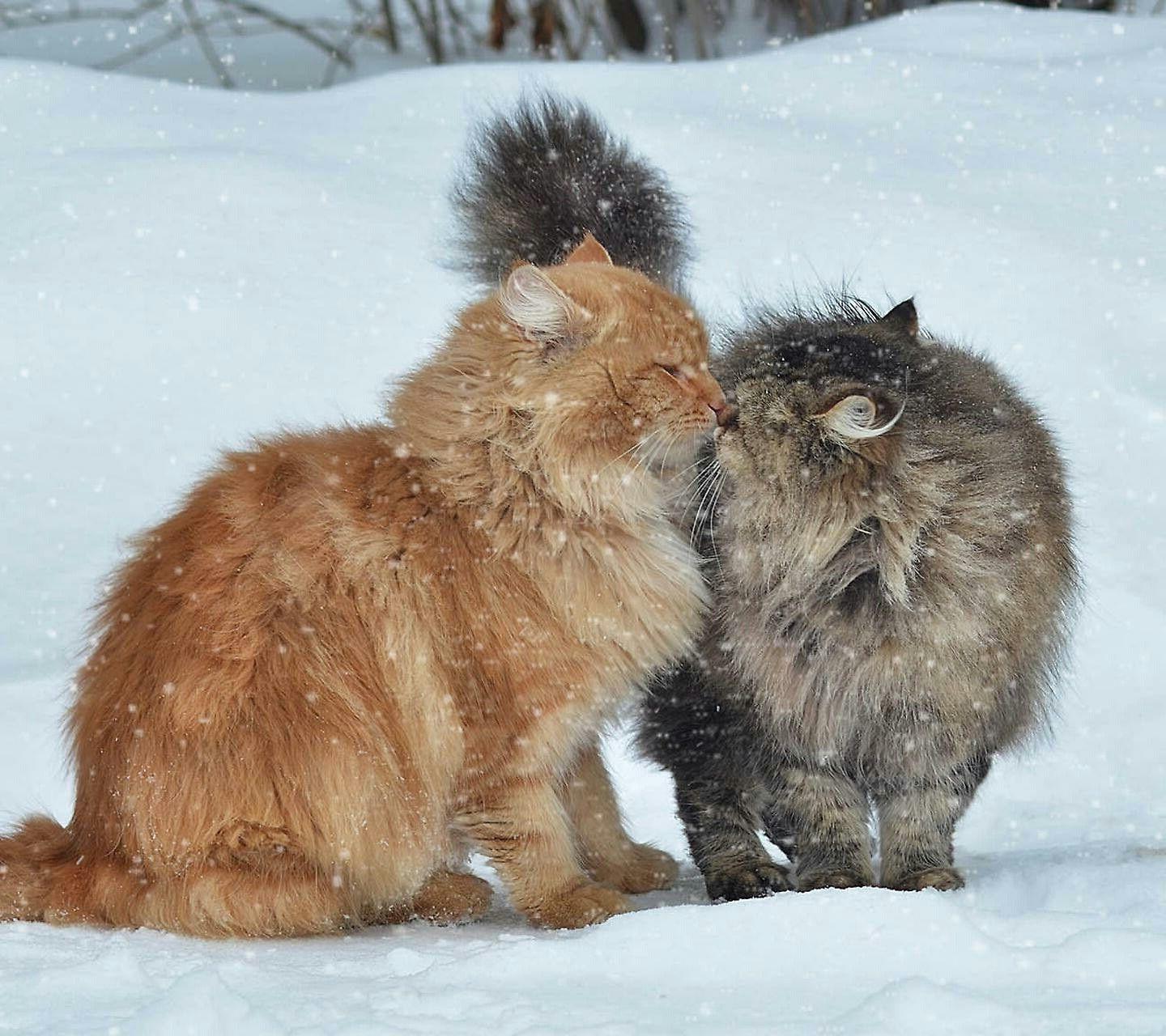 Happy Cat Wallpapers - Top Free Happy Cat Backgrounds - WallpaperAccess