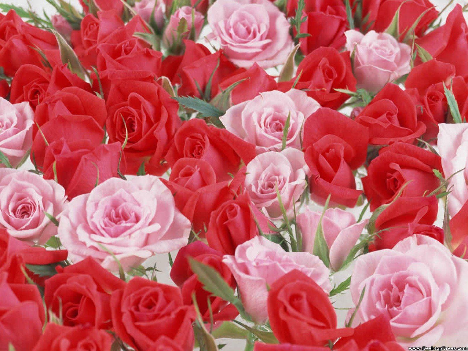 Red and Pink Flowers Wallpapers - Top Free Red and Pink Flowers ...