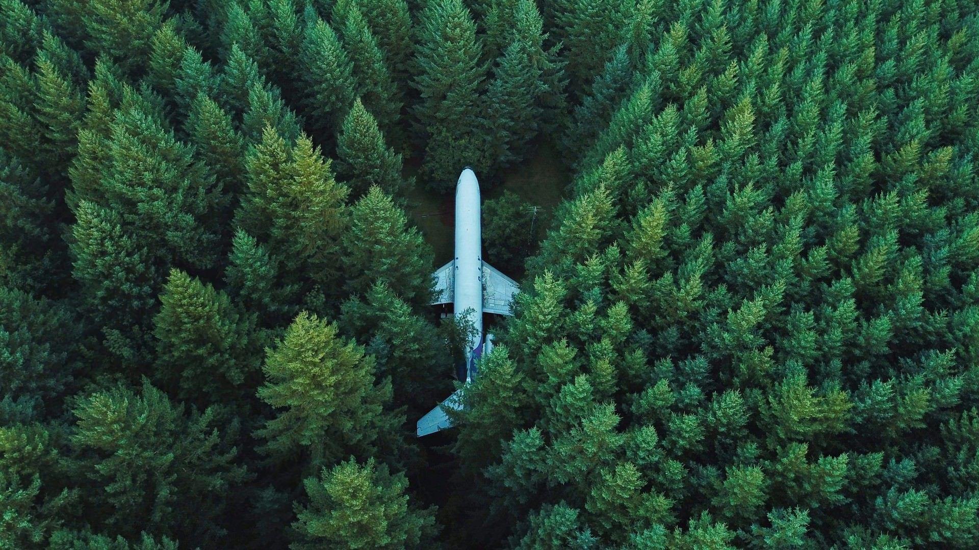 Simple Forest Wallpapers - Top Free Simple Forest Backgrounds ...
