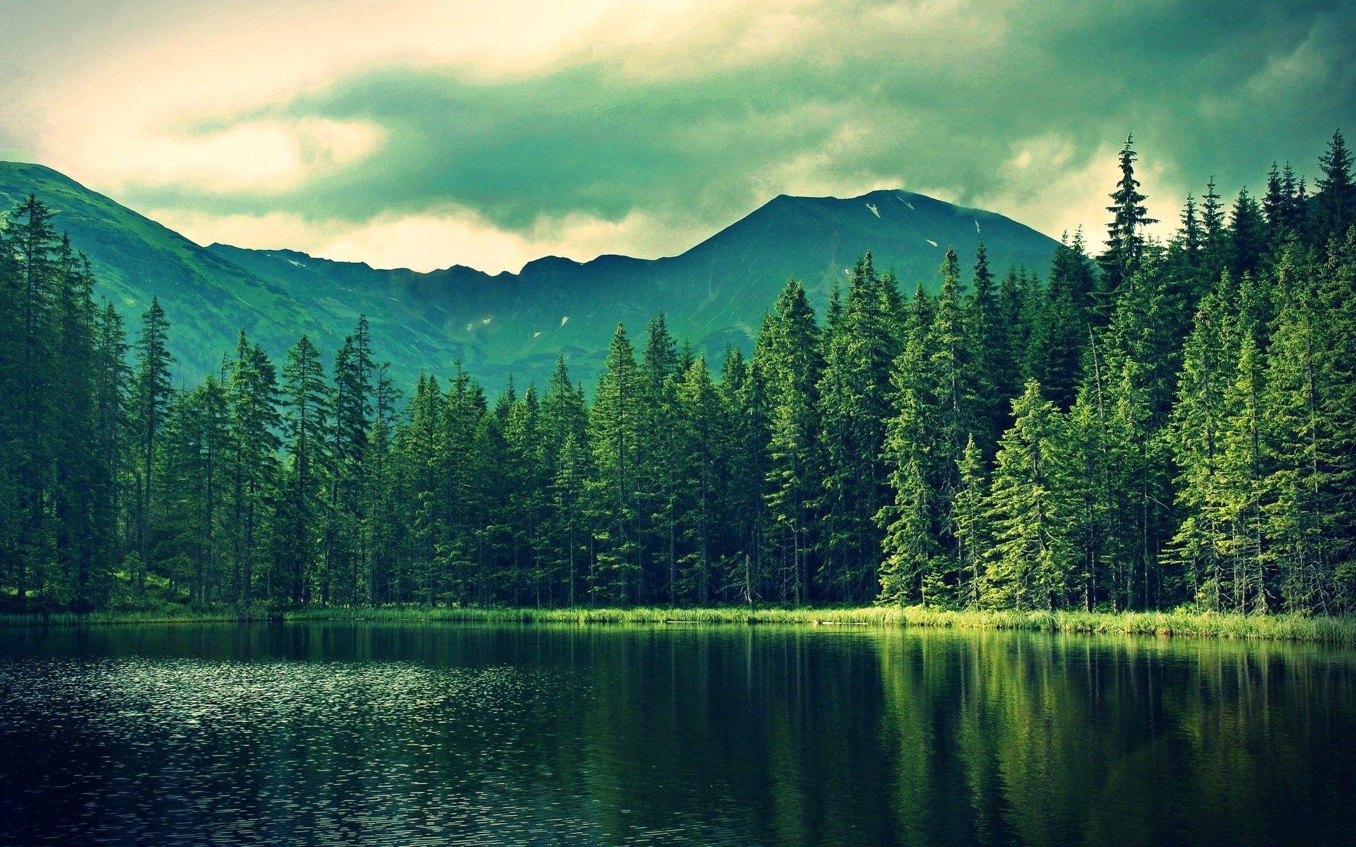 Simple Forest Wallpapers - Top Free Simple Forest Backgrounds ...