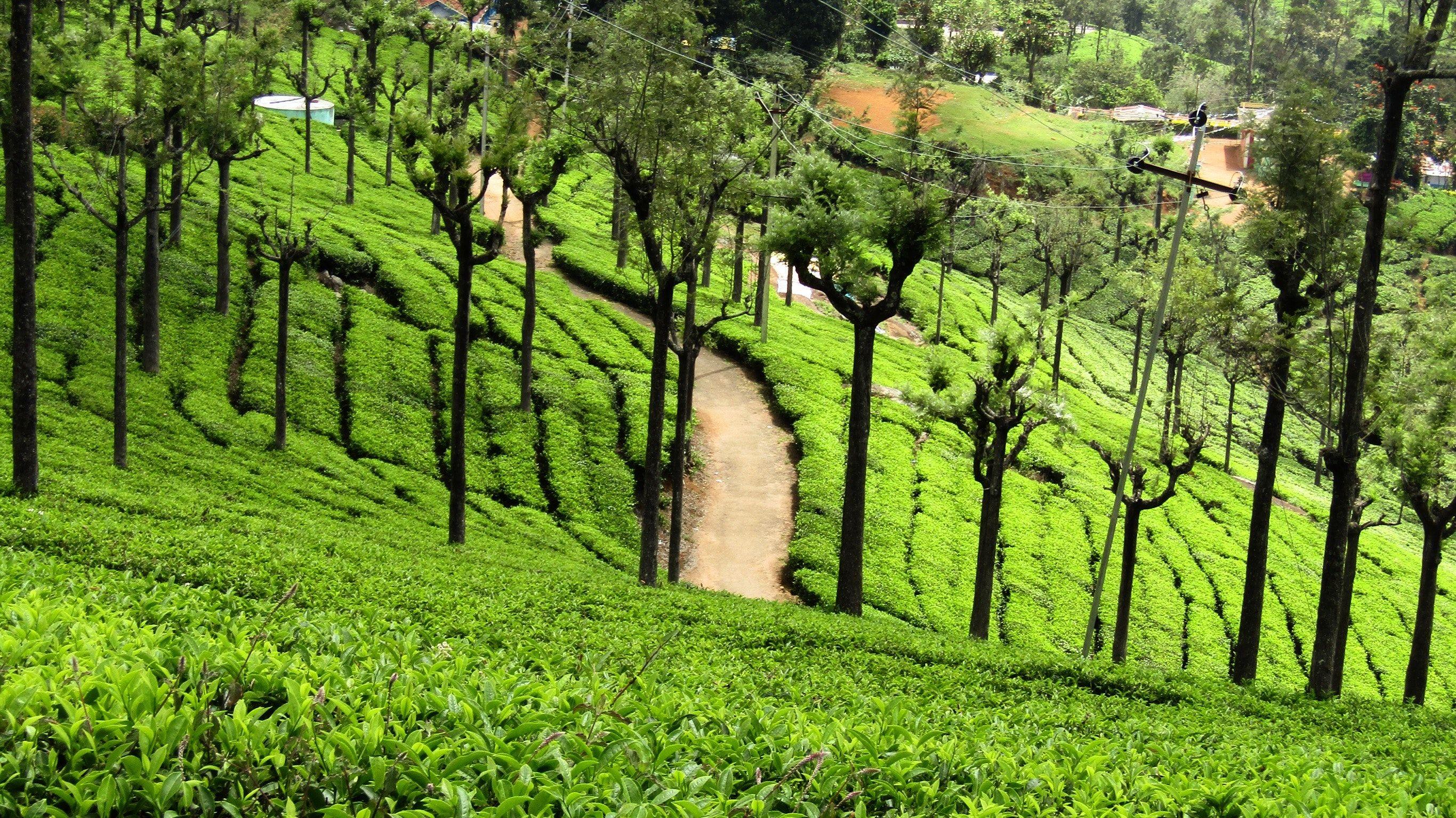 Ooty Wallpapers - Top Free Ooty Backgrounds - WallpaperAccess